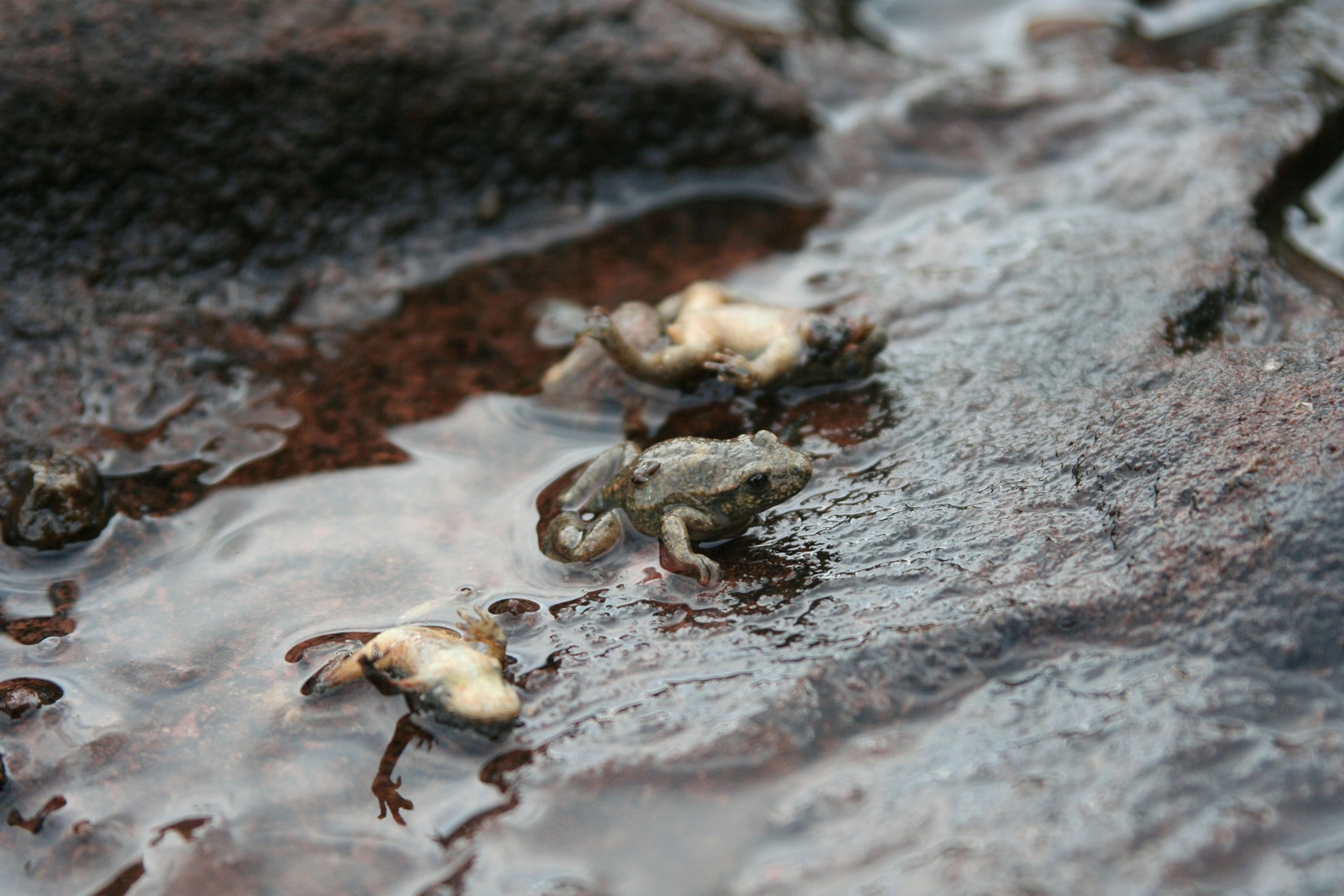 Ground Zero of Amphibian 'Apocalypse' Finally Found