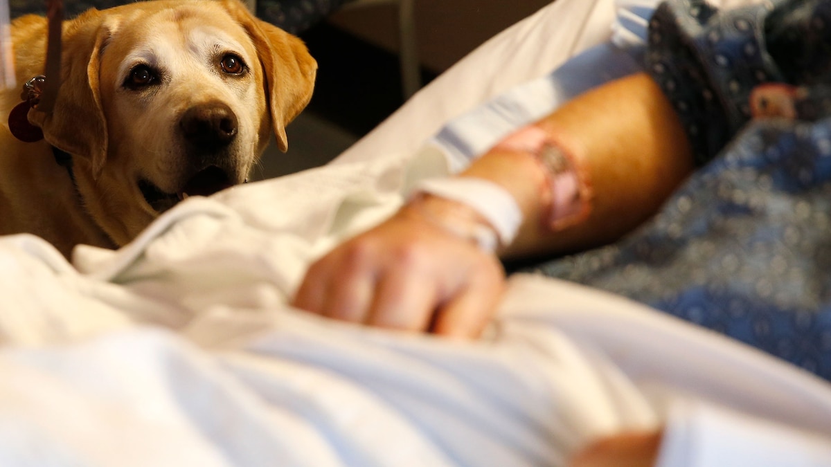 Therapy Dogs Work Miracles. But Do They Like Their Jobs? | National ...