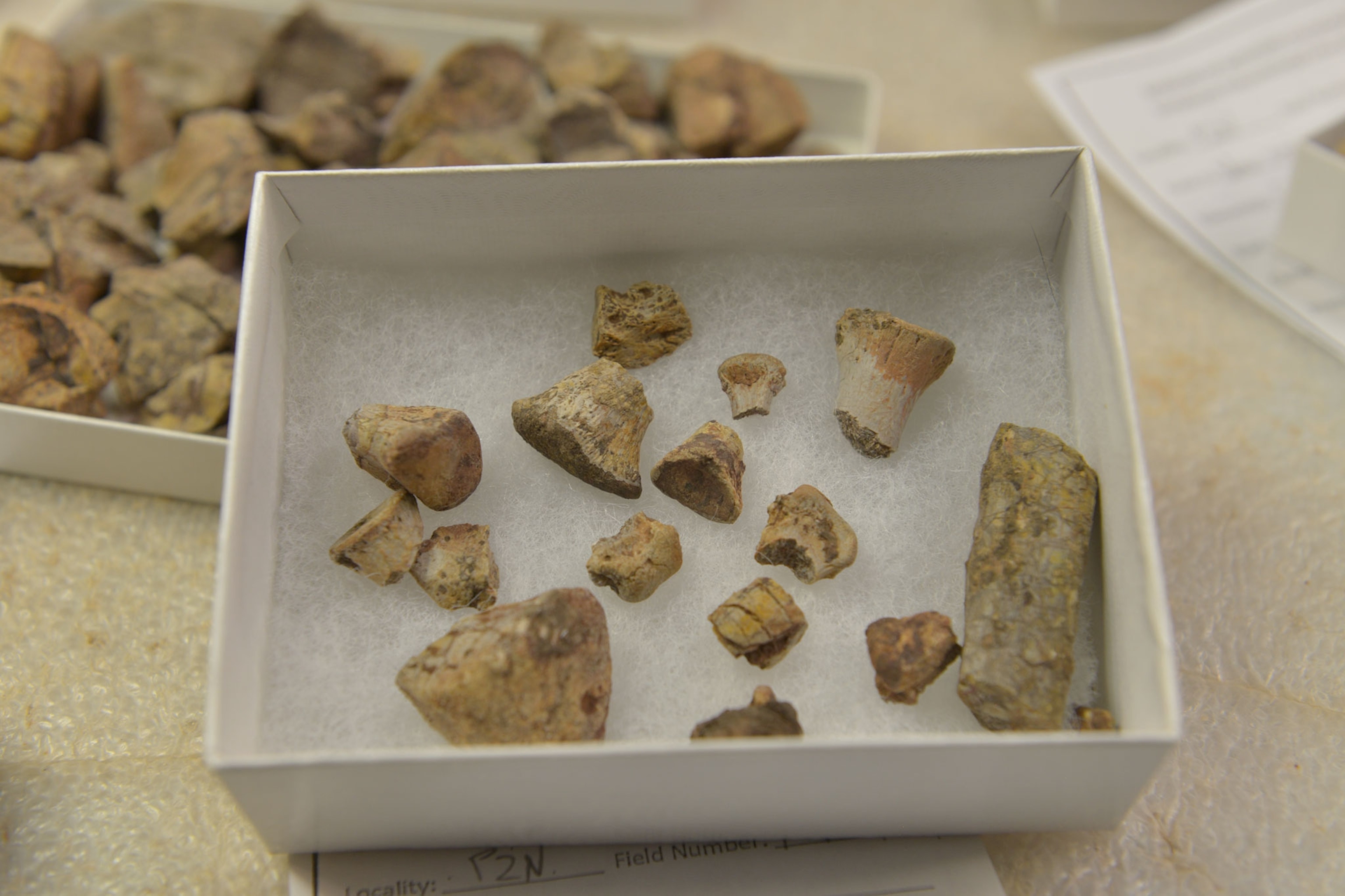 Fossils Found on Land Trump Removed From Utah's Bears Ears Monument