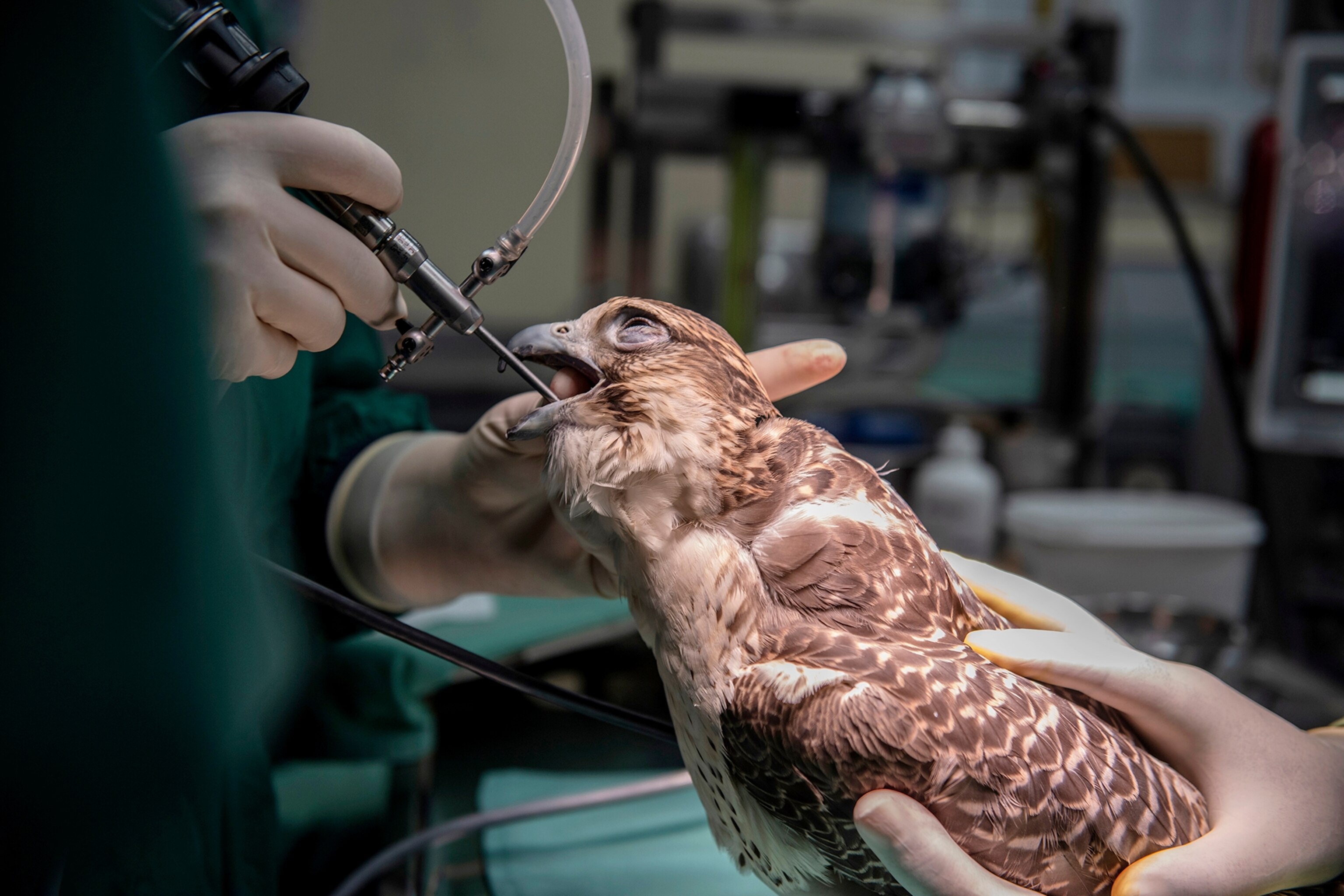 Where falconry is a storied sport, these women are writing a new chapter