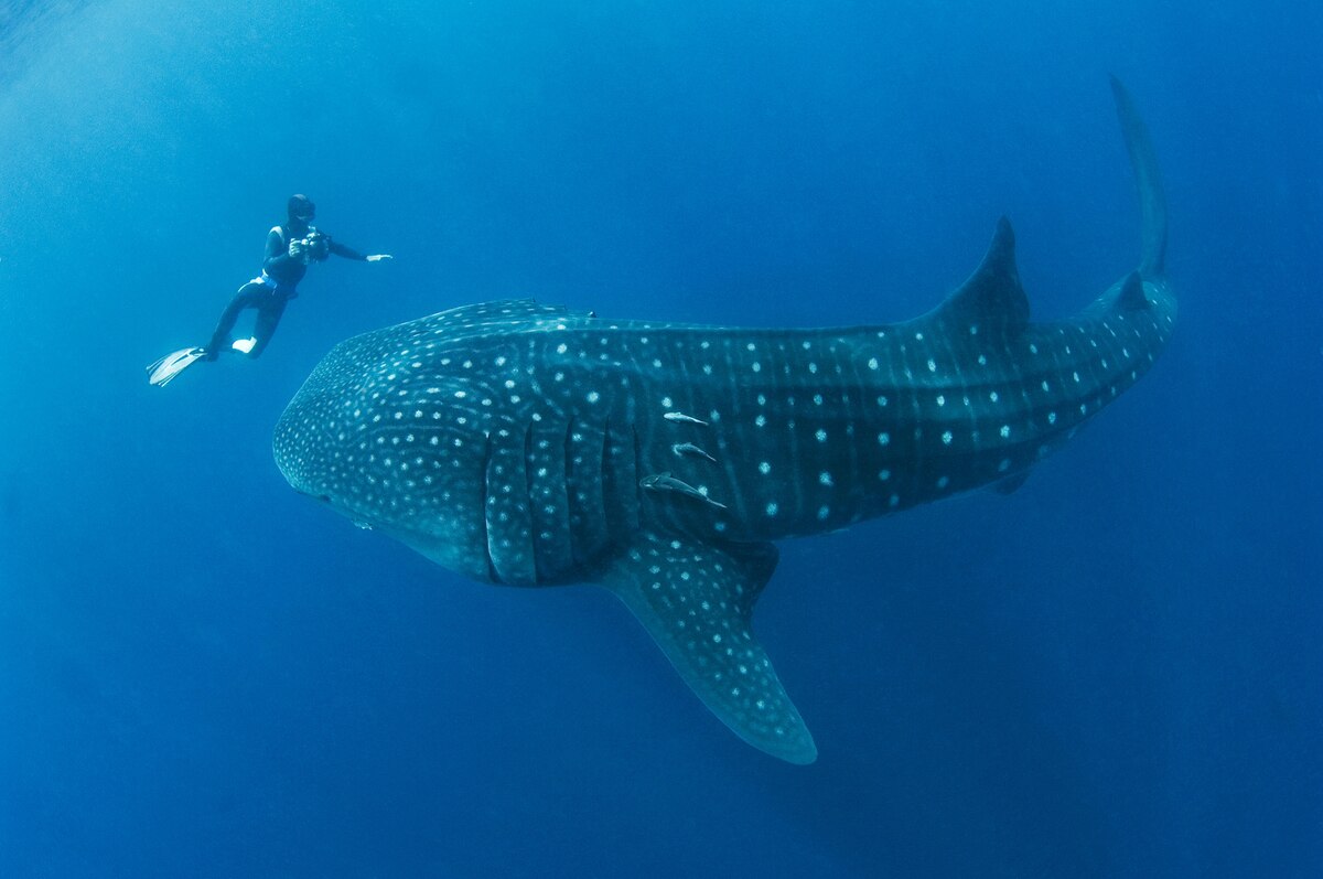 Secrets of Whale Shark Migration Revealed