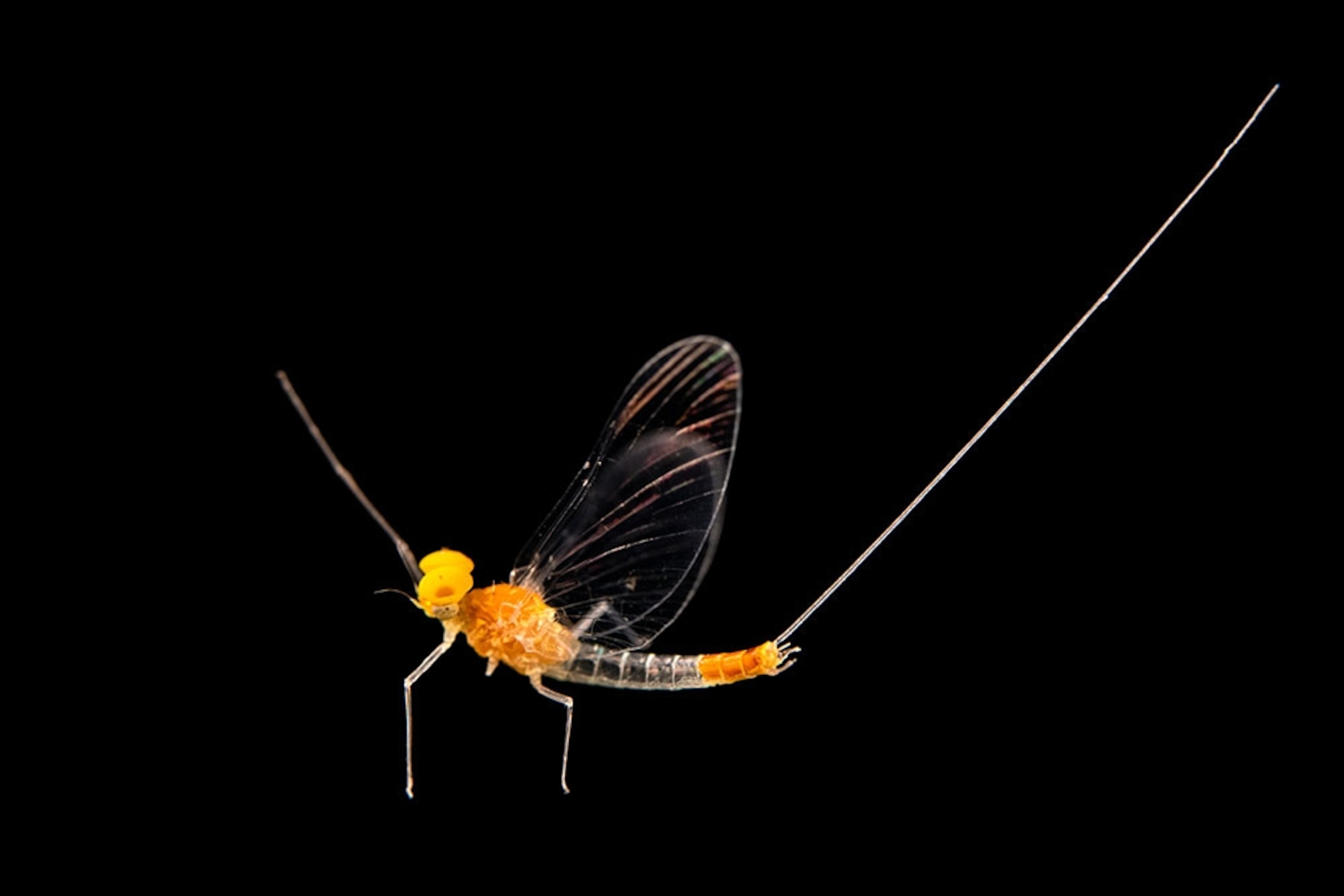 Building an ark closer to home | National Geographic