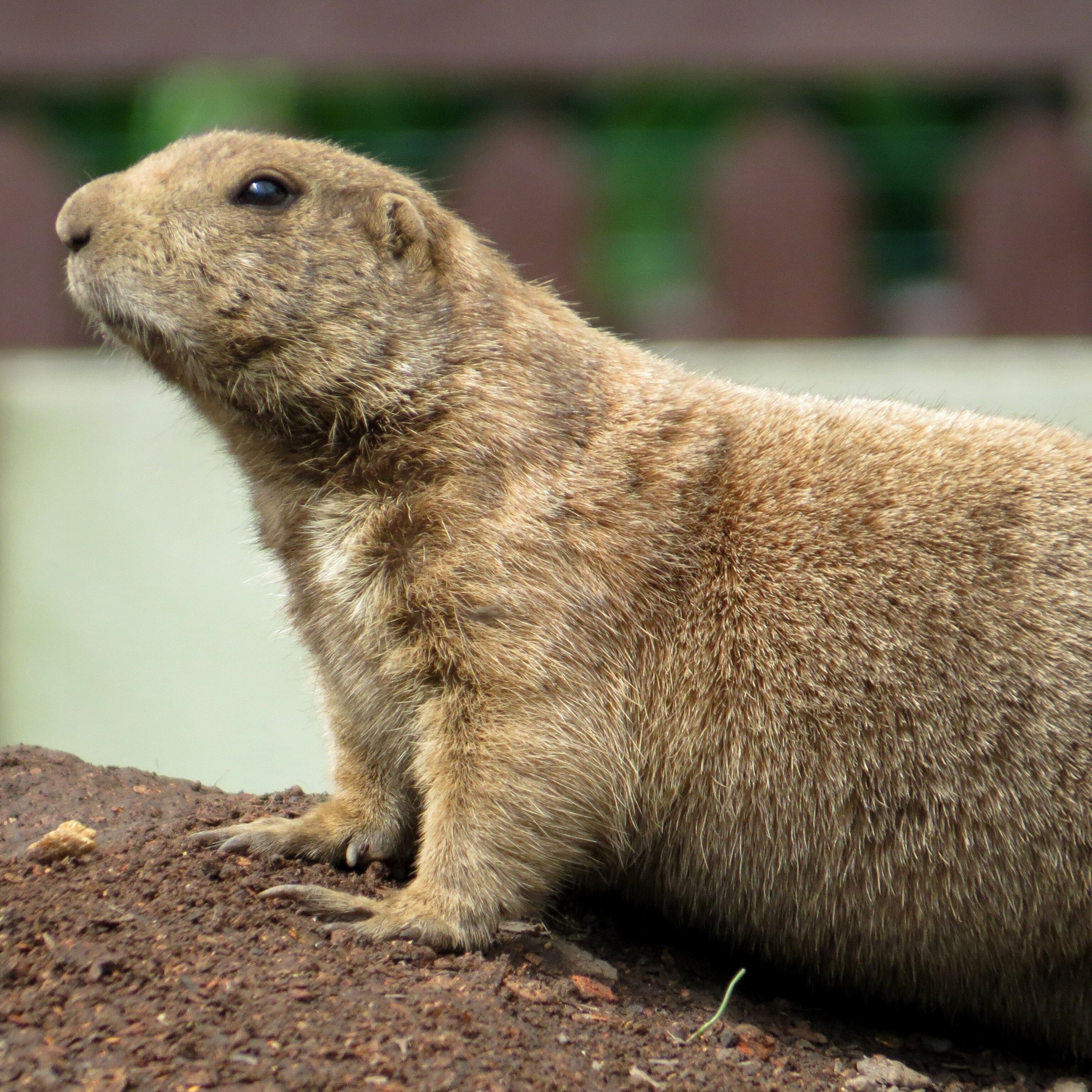 How Often Do Prairie Dogs Have Babies