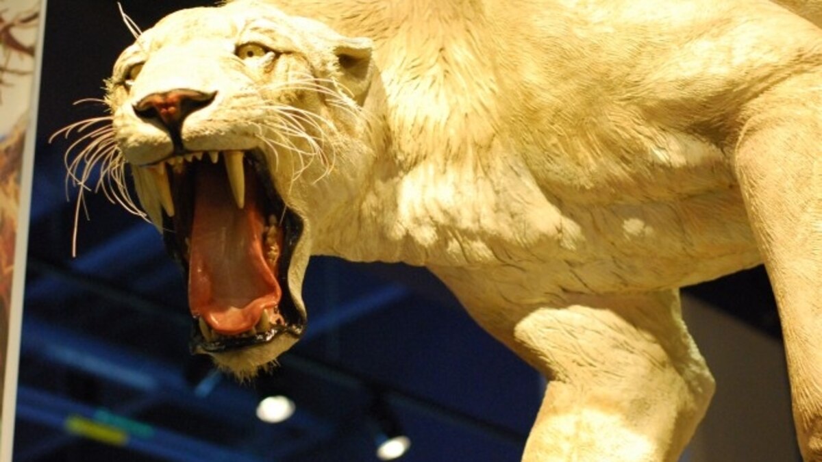 South America Gets Two More Sabercats | National Geographic