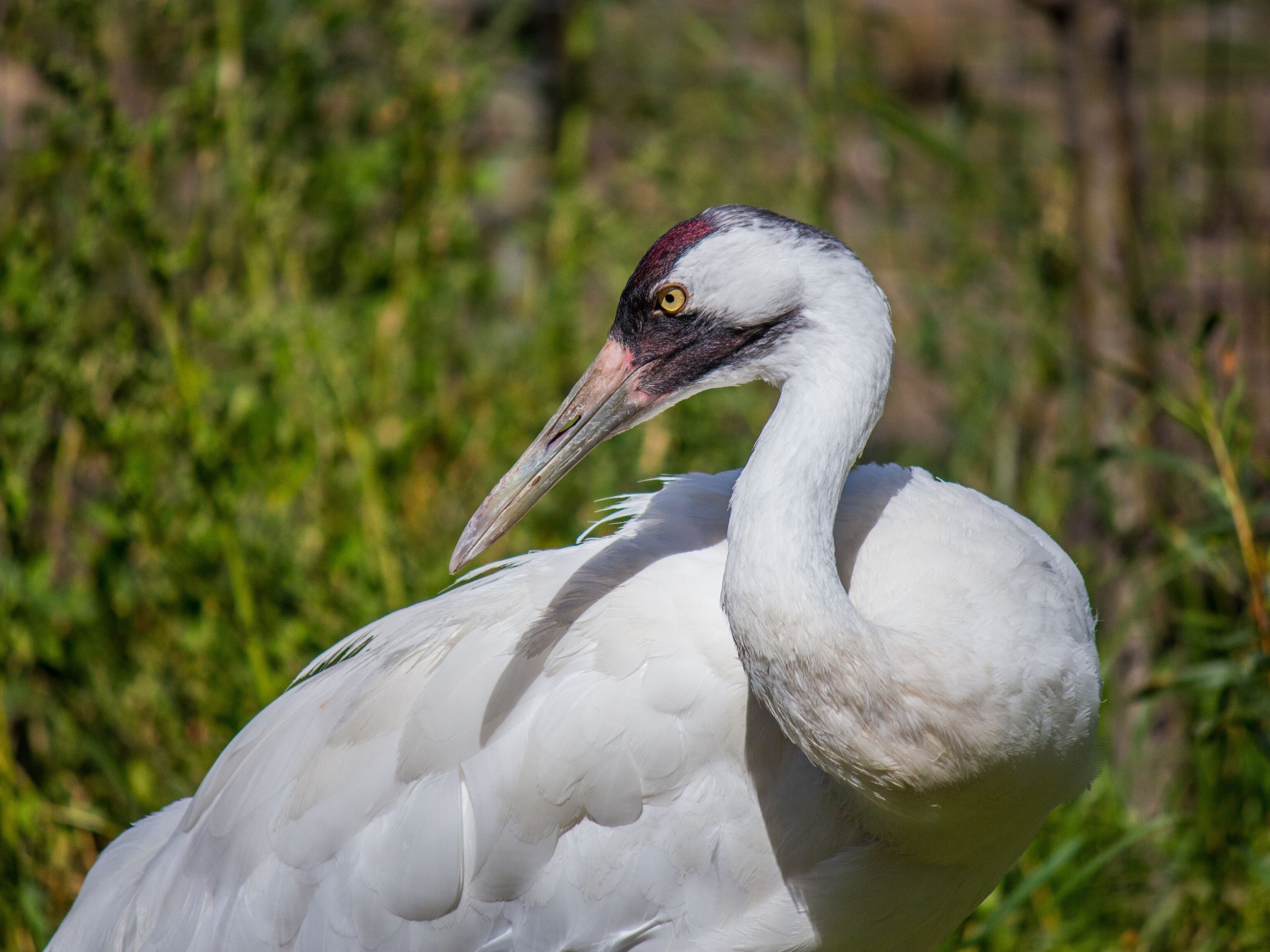Whooping Crane