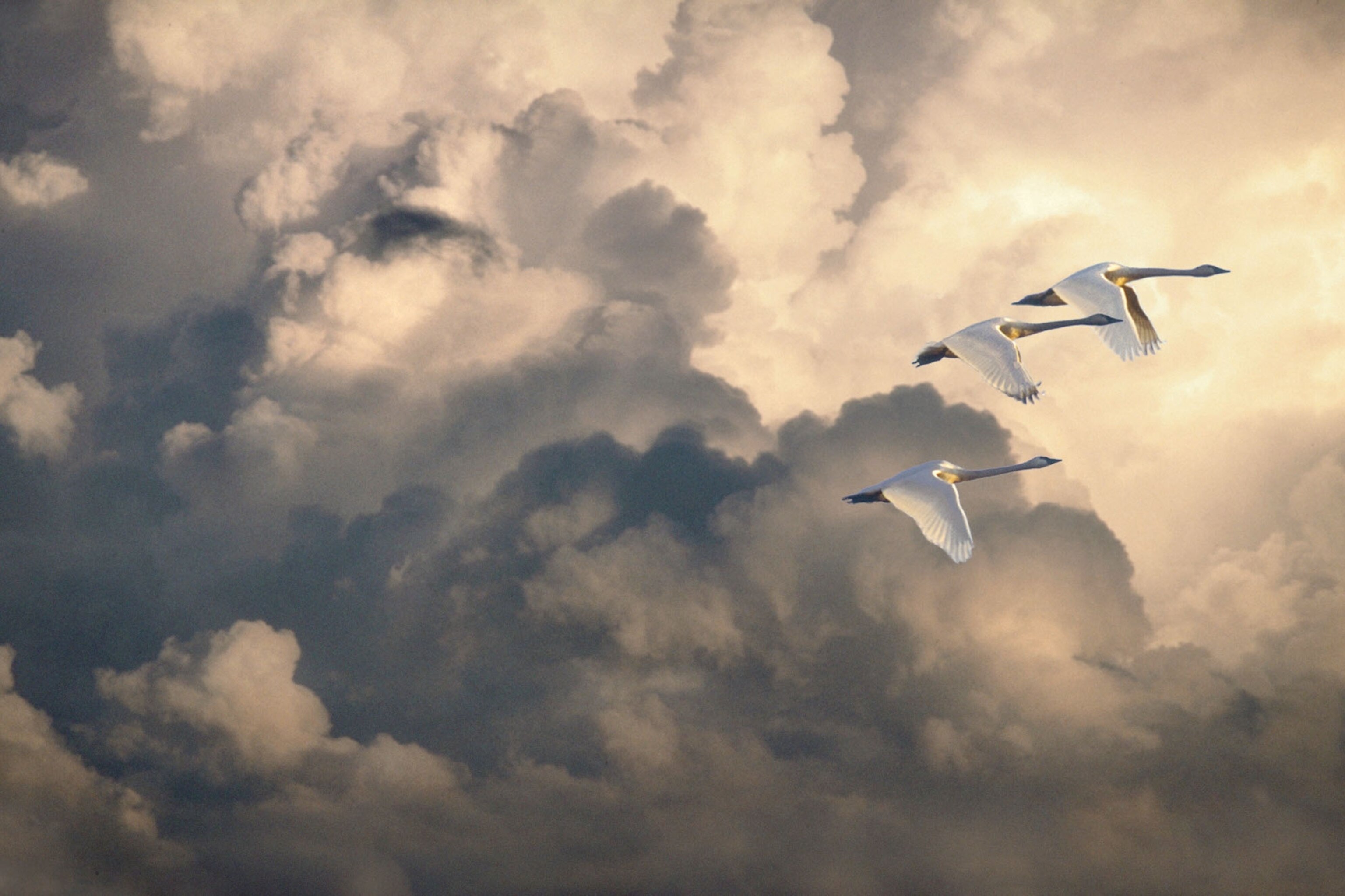 The Epic Journeys of Migratory Birds