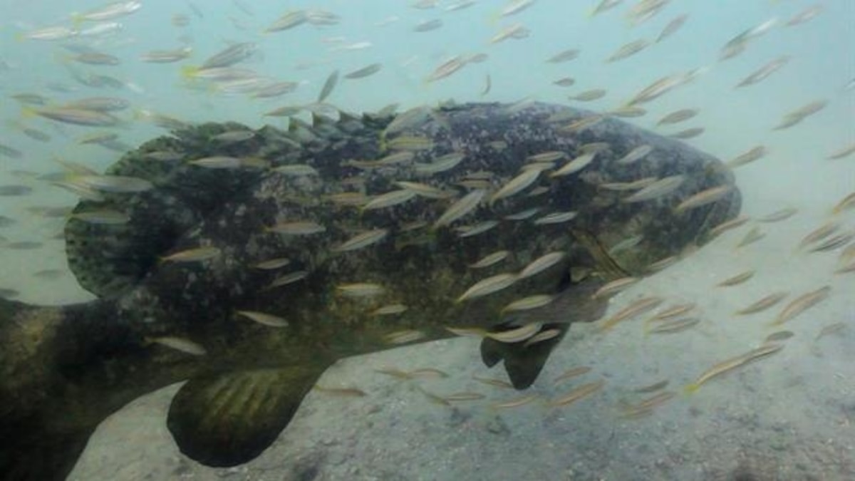 800-Pound Groupers Making a Comeback—But Not Everyone's Happy ...