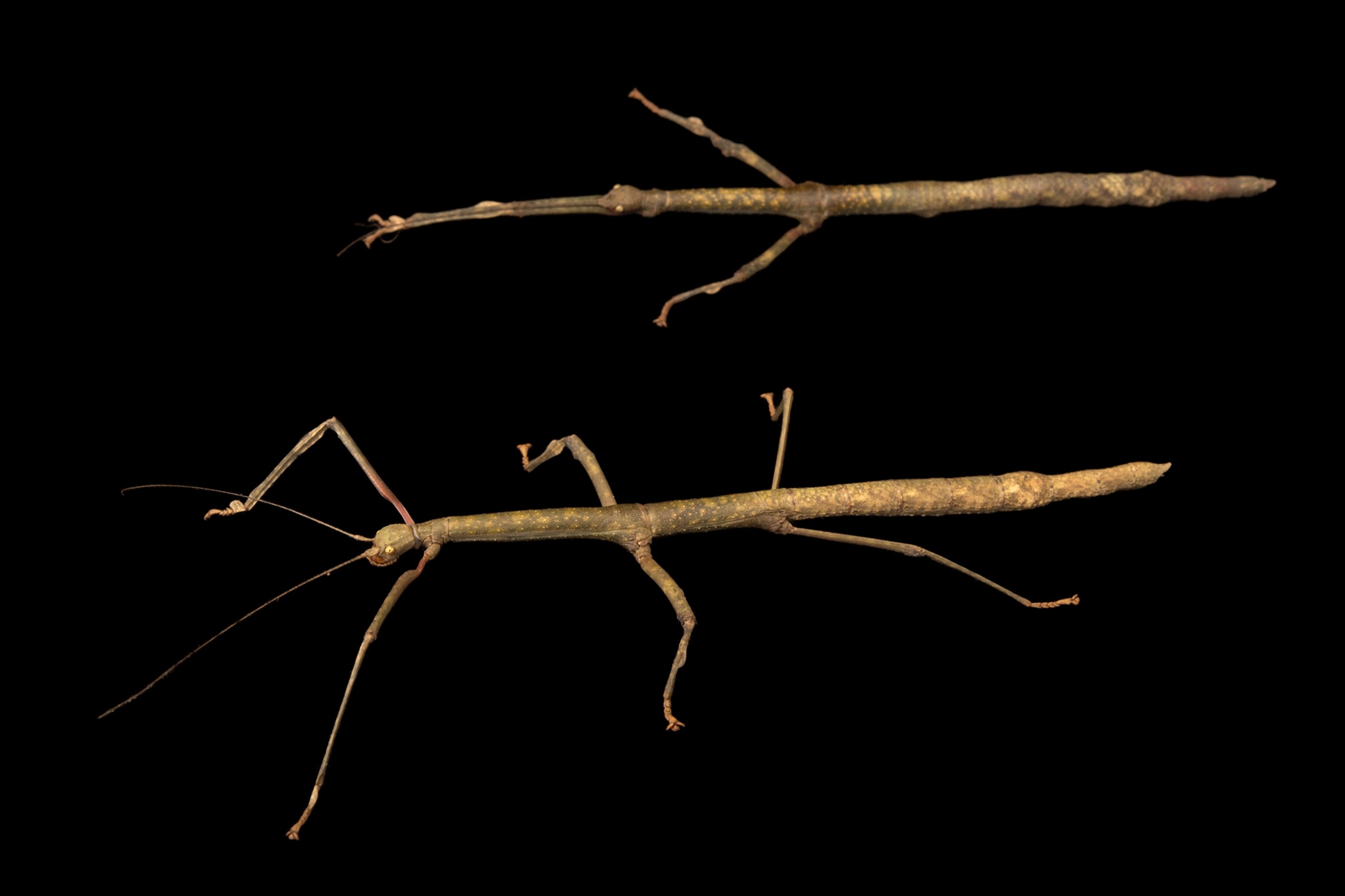 These animals are nature’s clingiest lovers