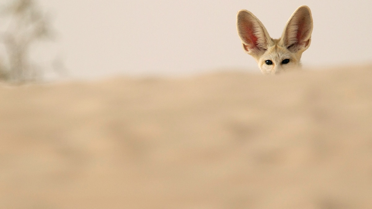 World Press 2014: The Plight of the Fennec Fox | National Geographic