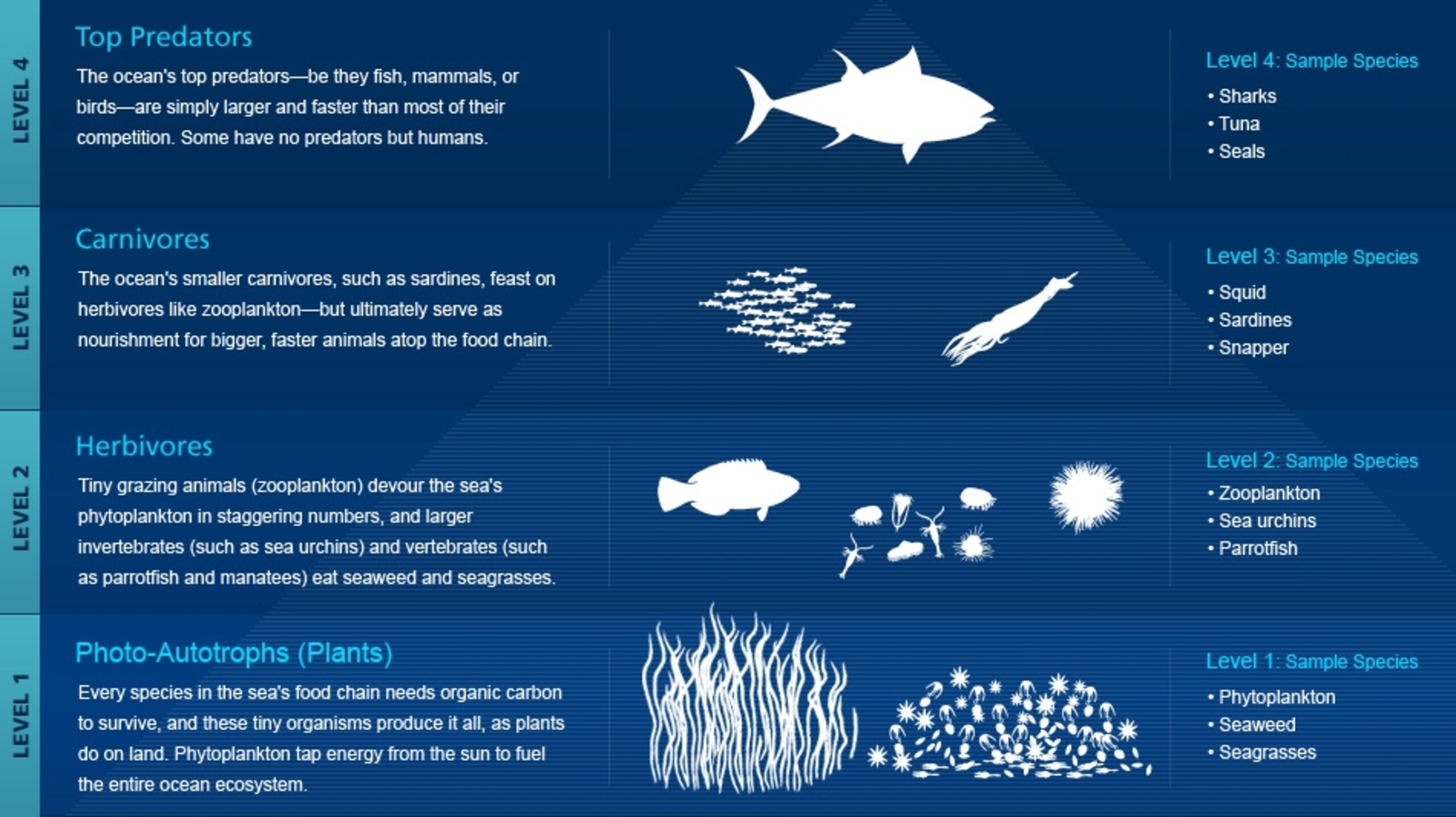 The Ocean Food Web 17 Best Ocean Food Web Ideas | Ocean Food Web, Food