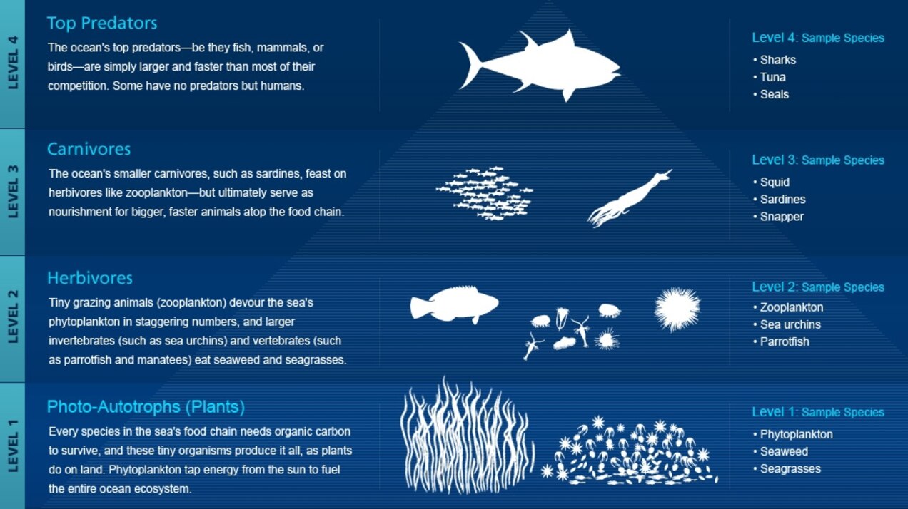 Ocean Food Web With Labels