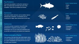 Ocean Food Web Emagazine Com Ocean Food Web Ocean Foo Vrogue co