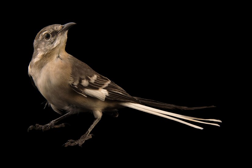 Southern Mockingbirds