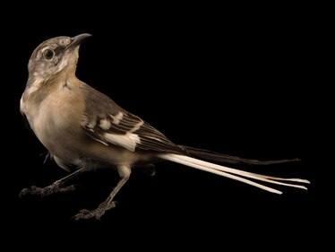 Northern Mockingbird | National Geographic