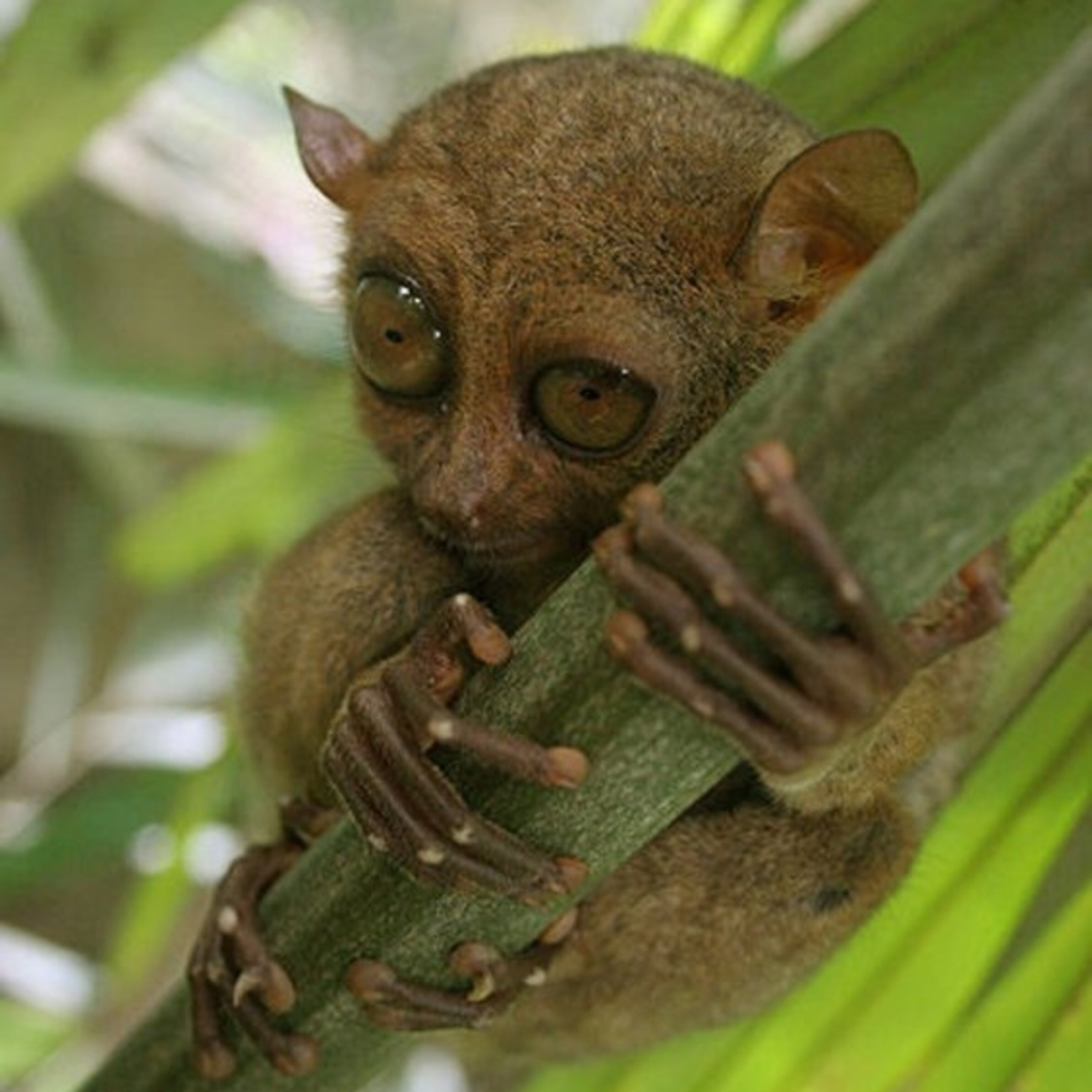 Our closest relatives – a visual tour of the primates