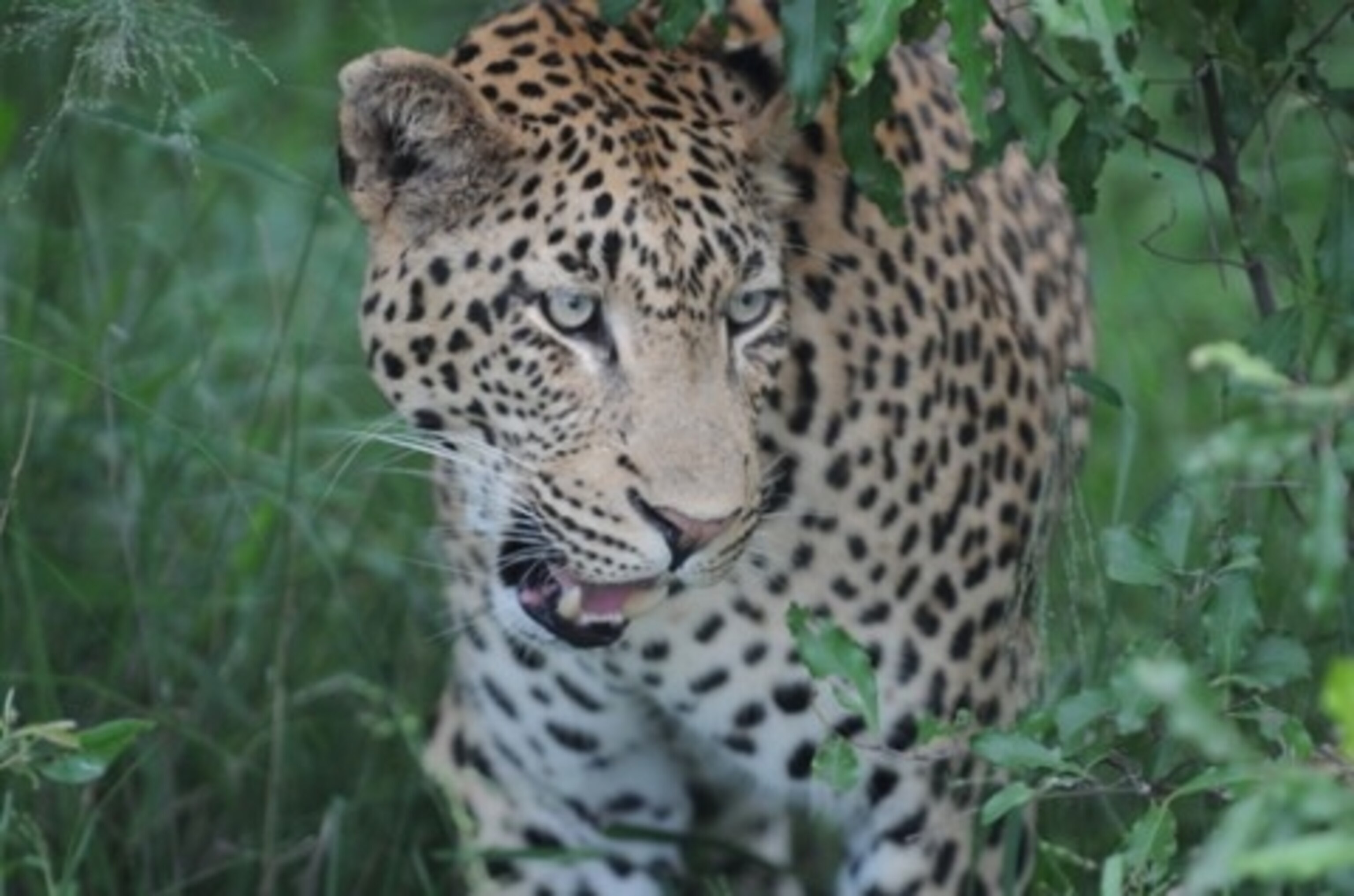 Jenss Family Travels: The Big Five | National Geographic