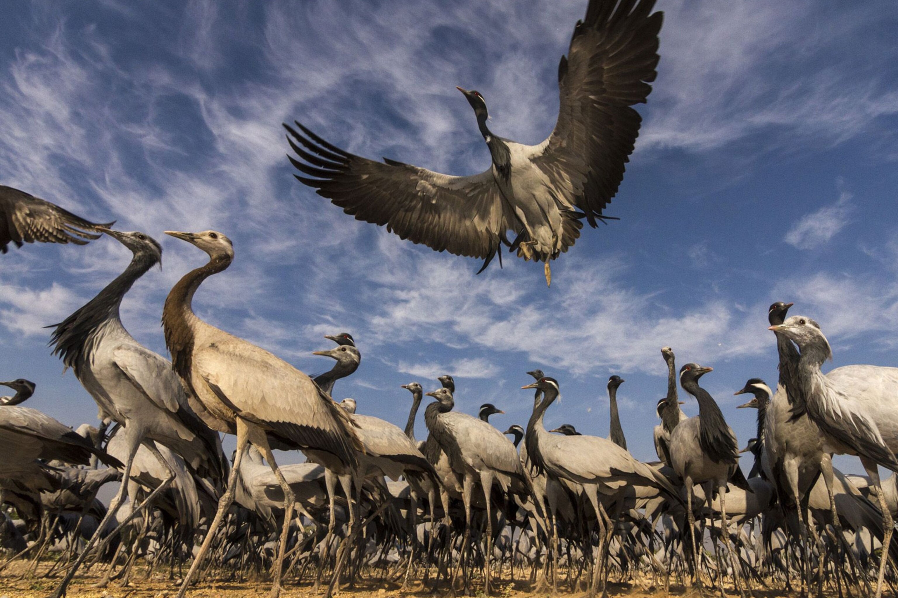 Birds Around the World in 31 Incredible Photos