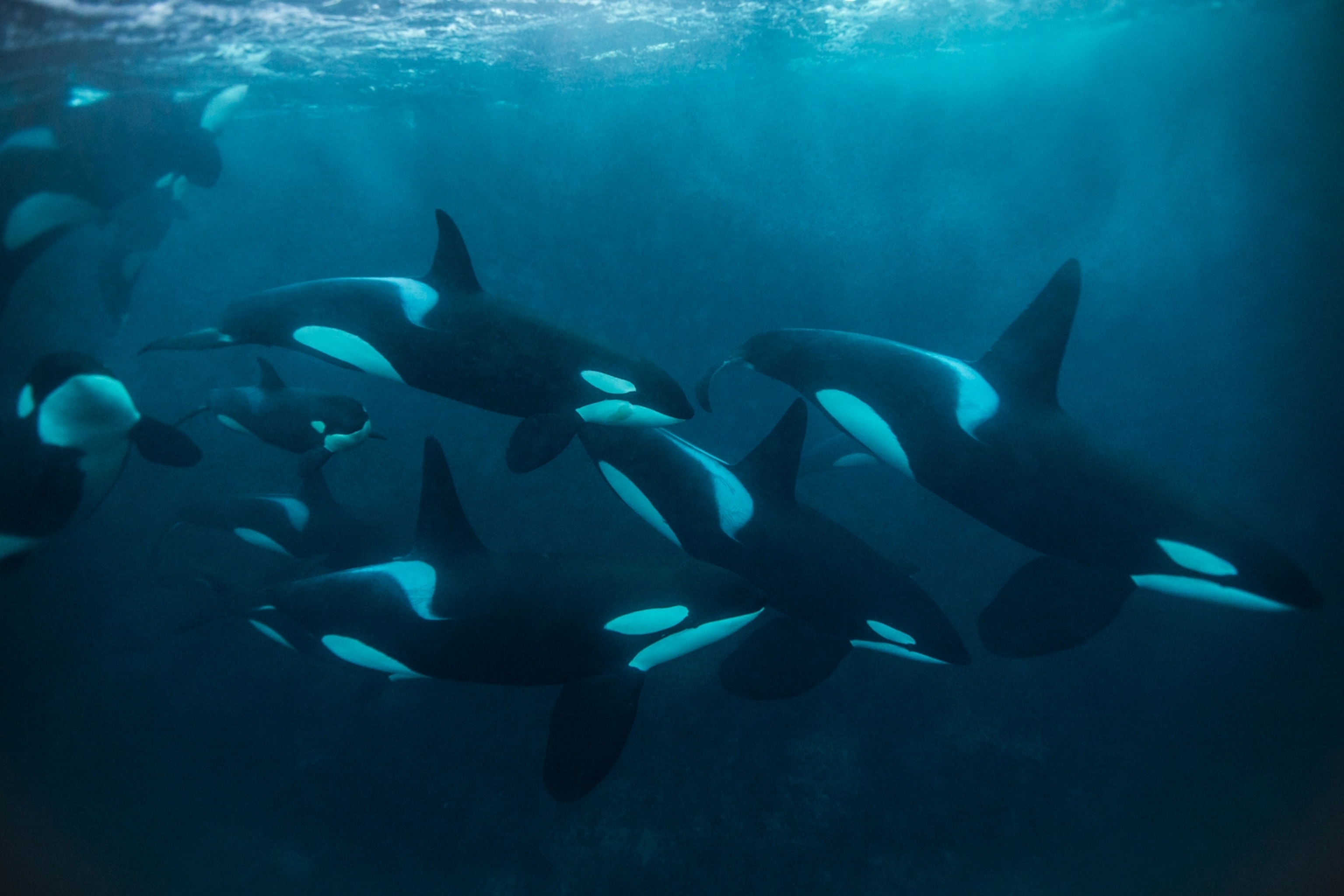 Norway’s Opportunistic Fish Thieves