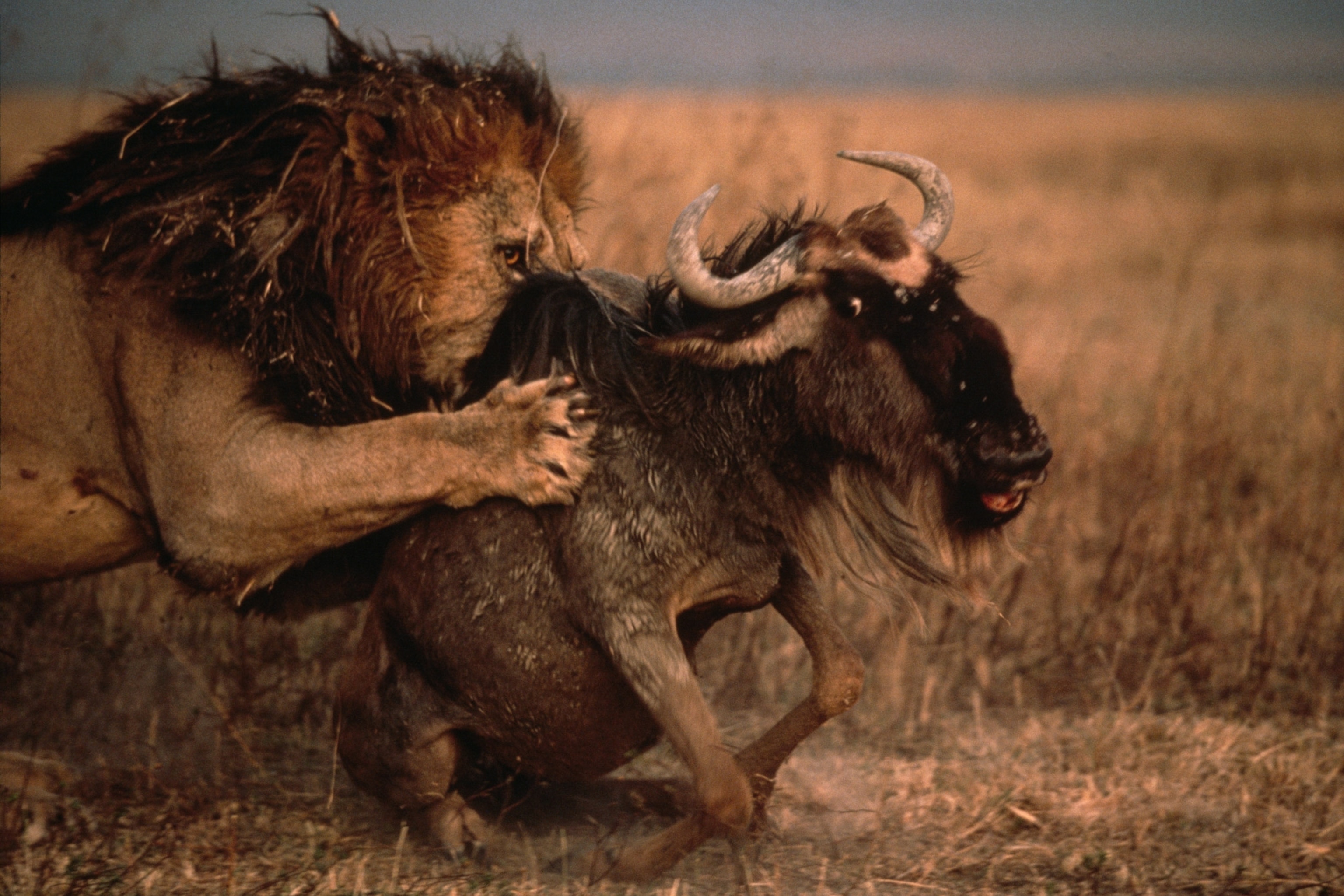 14 Incredible Photos of African Predators in Action