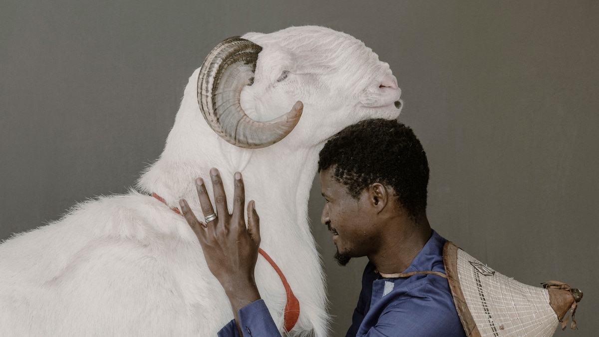 A rare look at the world’s most expensive sheep | National Geographic