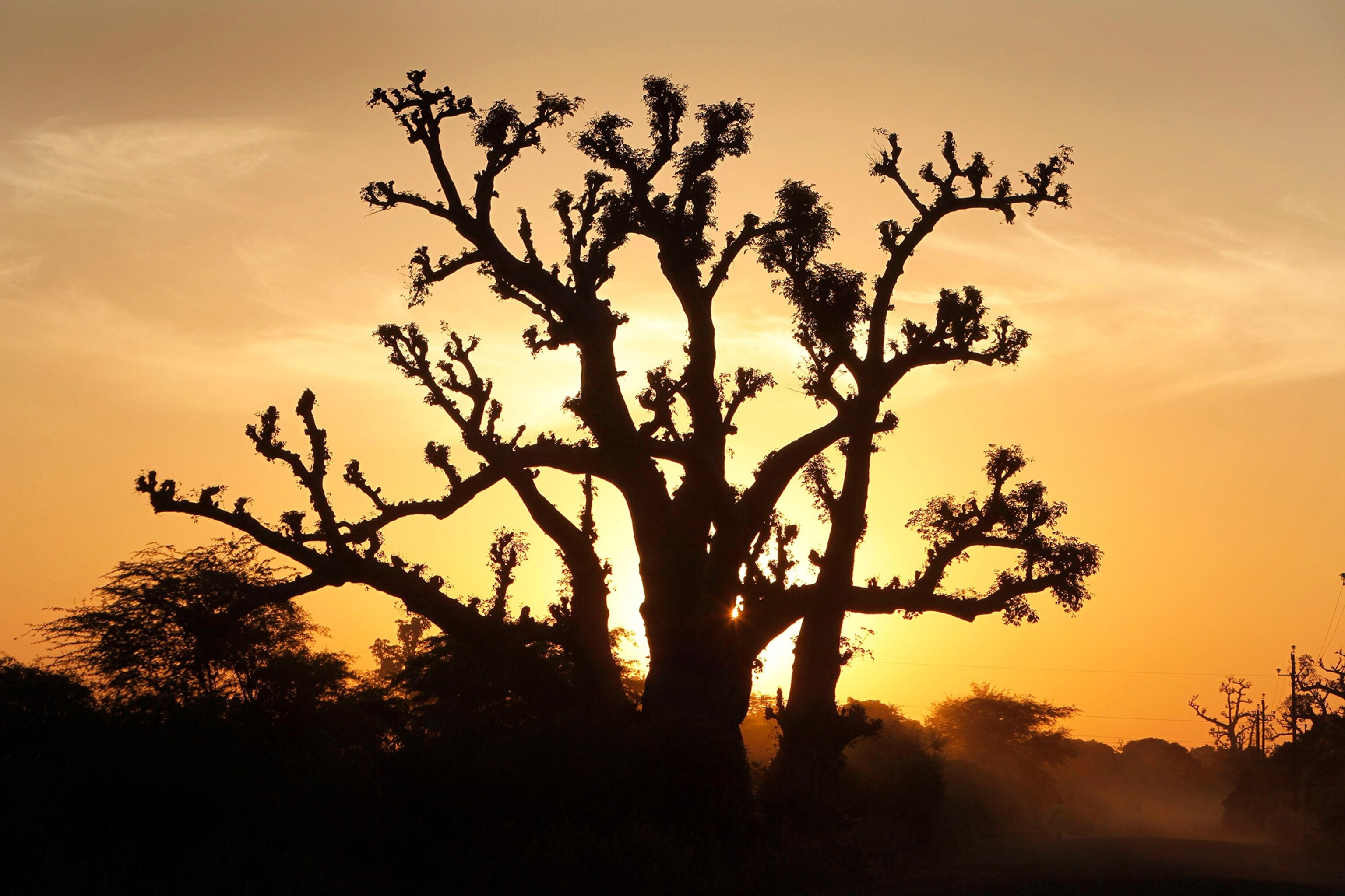 Is Africa’s Ancient Baobab Tree Growing the Next Superfood?