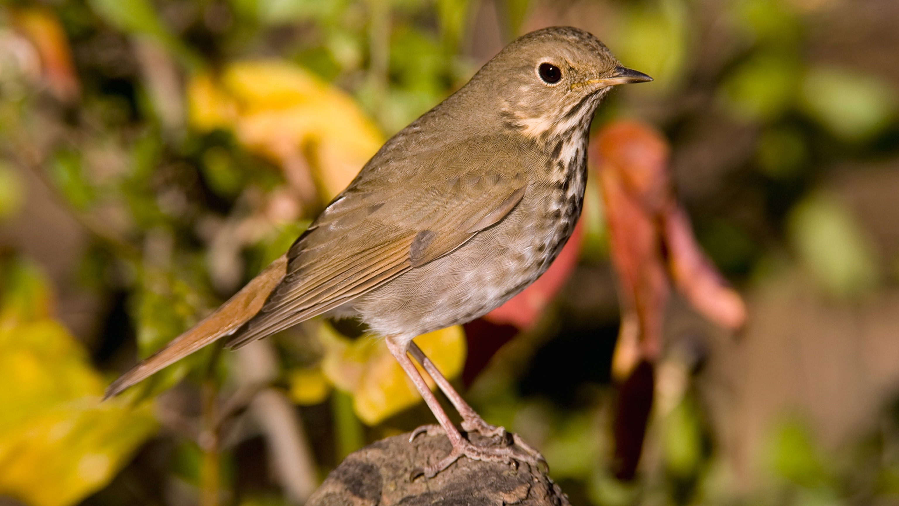 Hermit Thrush Range