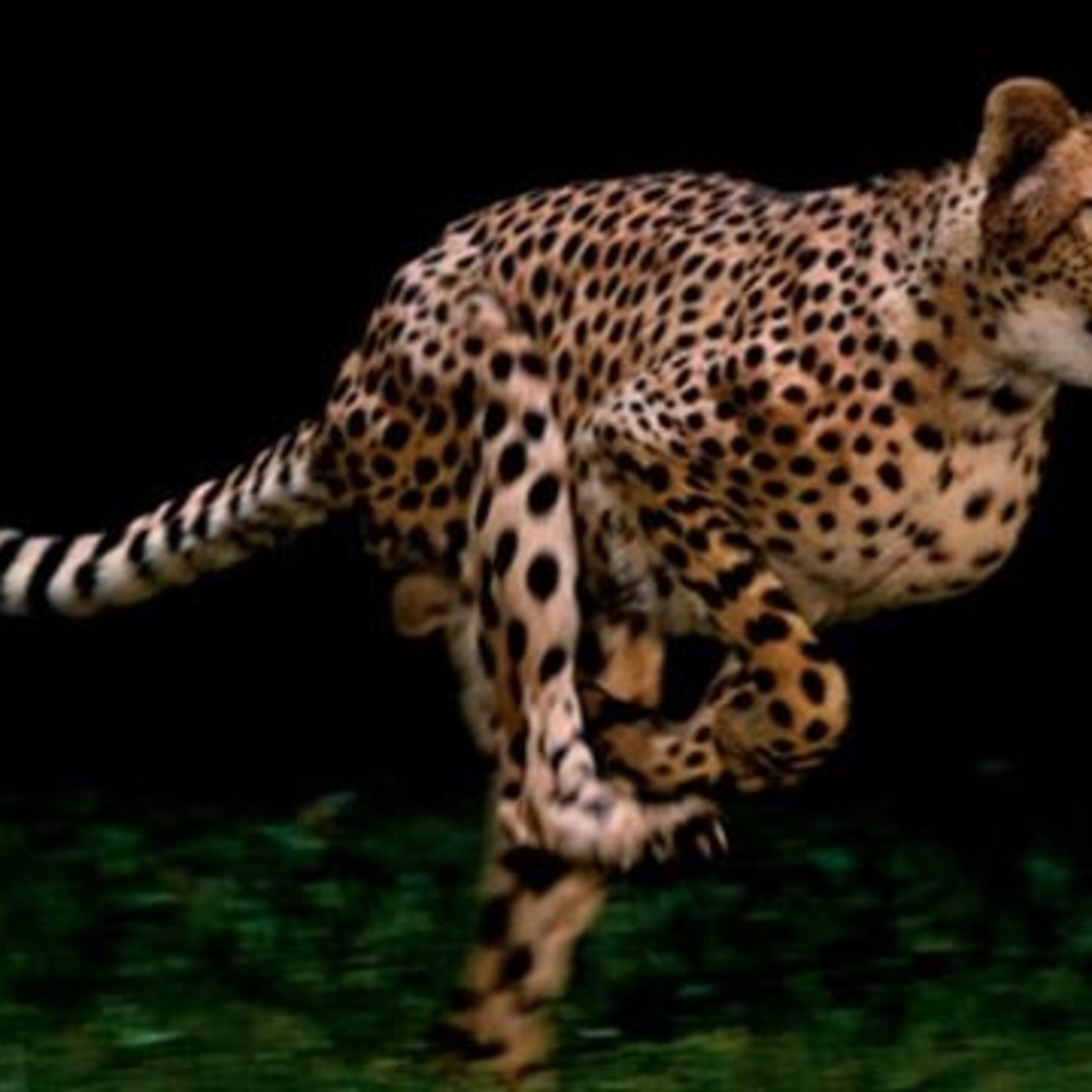 National Geographic Cheetah Article