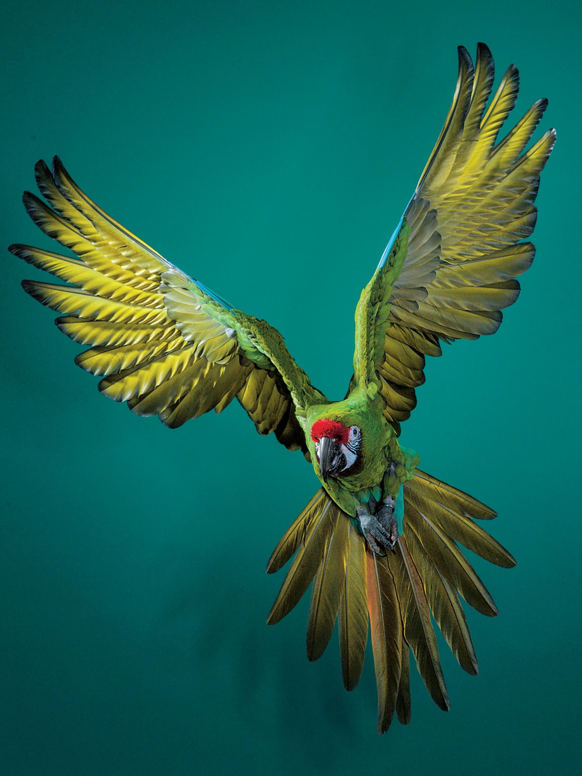 What Will Make Us Care Enough to Save Endangered Species?
