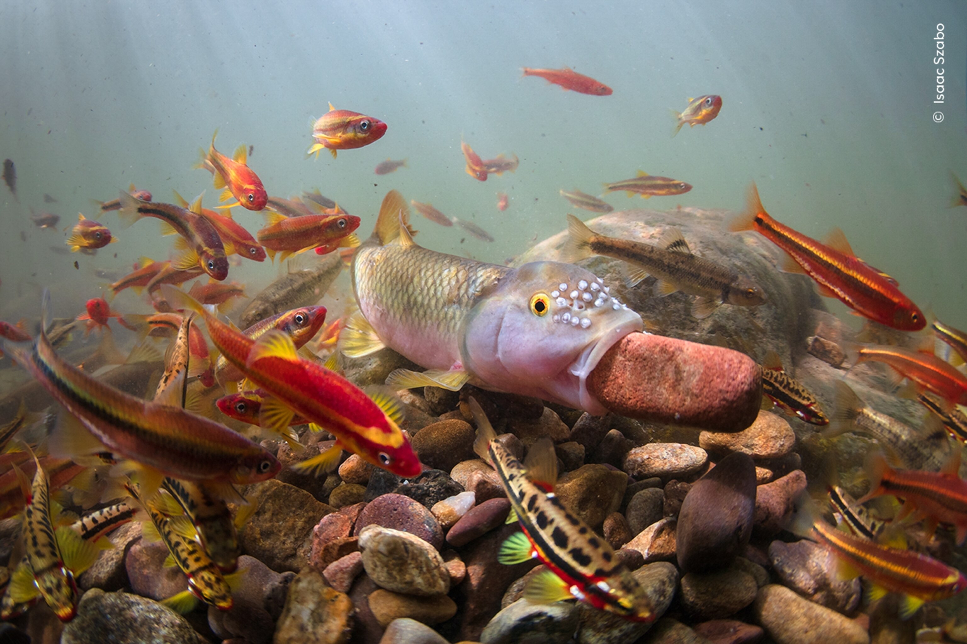 13 stunning photos from this year’s best wildlife photographers