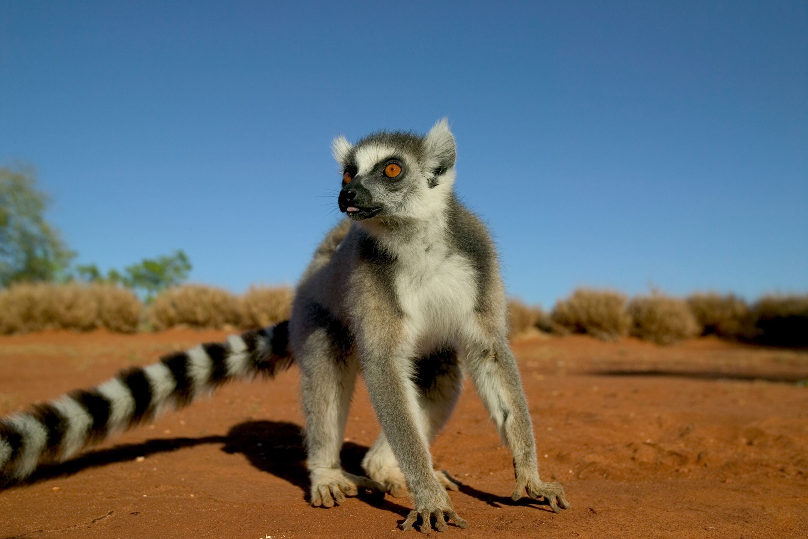 Is It Possible to Smell Weakness? Lemurs Can.