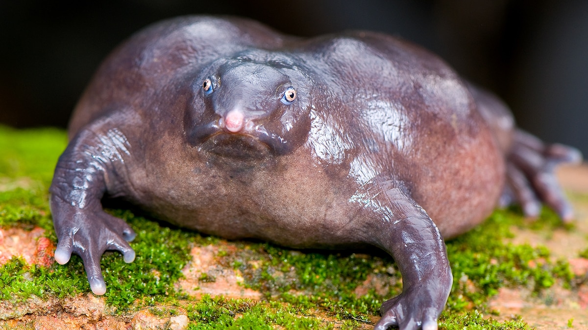 Top 10 Weirdest Animal Stories of 2014: Editors' Picks | National ...