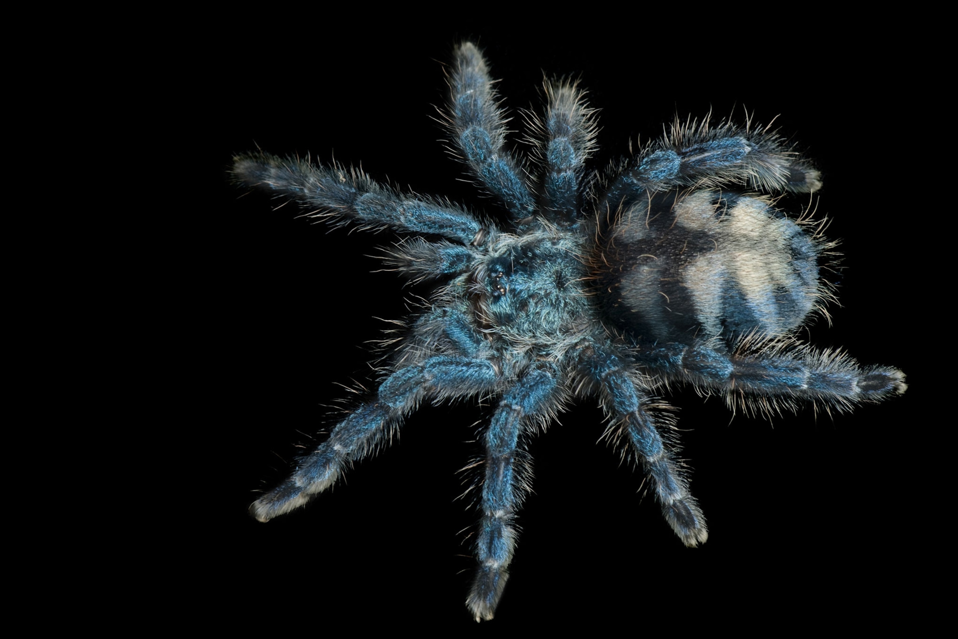 New High-Altitude Tarantula Species Discovered