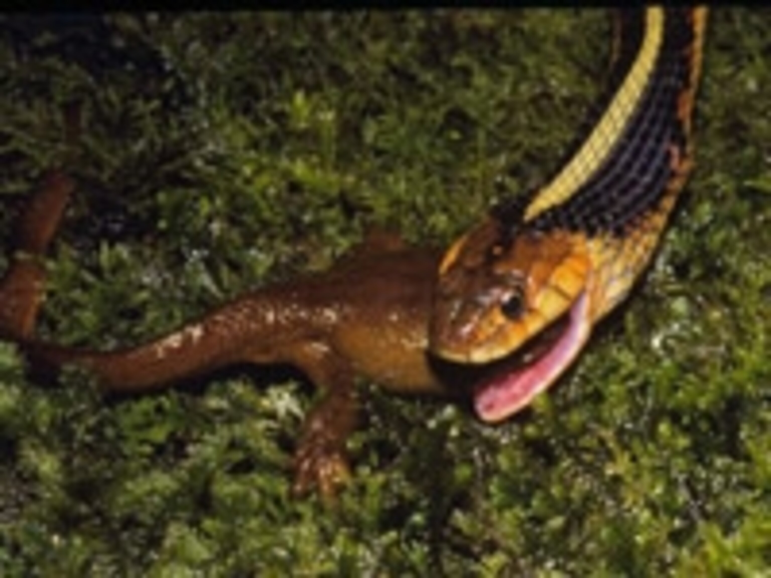 Immune snakes outrun toxic newts in evolutionary arms races