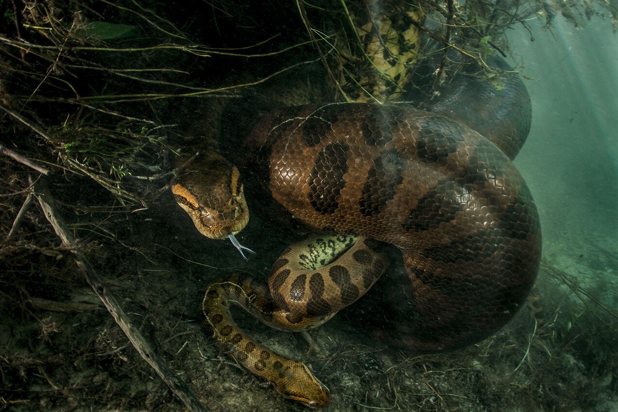 Anaconda Attack Man