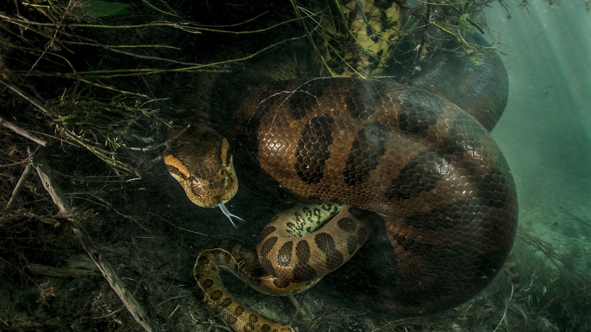 Python Meaning In Kannada Meaninb