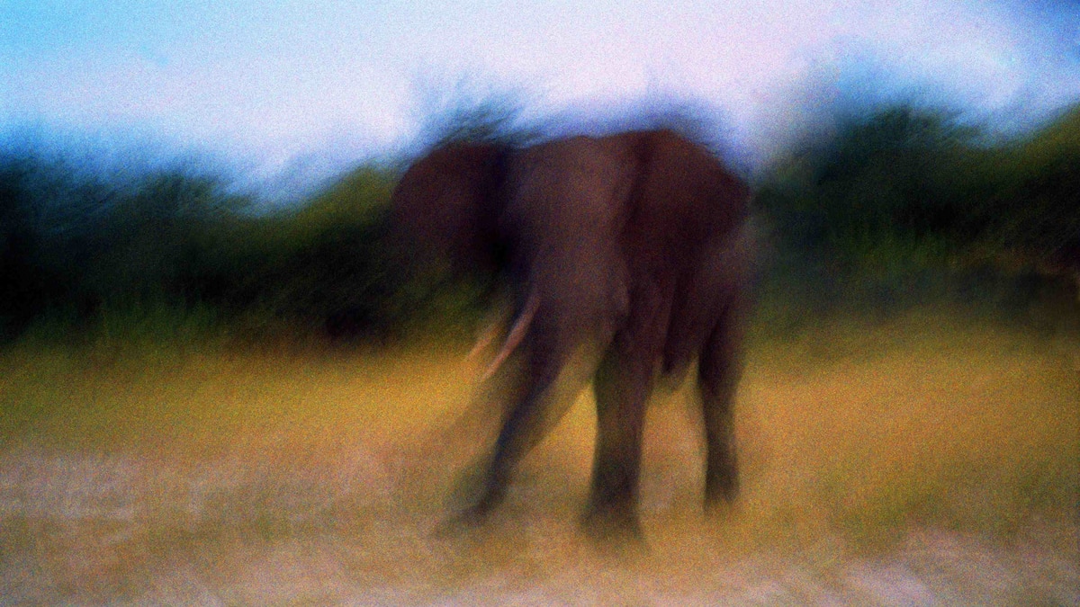 We still don’t know why more than 400 elephants died in Botswana ...