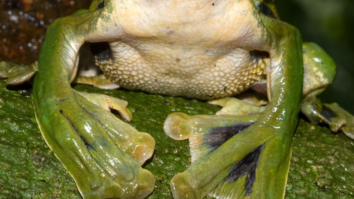 "Fantastic" New Flying Frog Found—Has Flappy Forearms | National Geographic