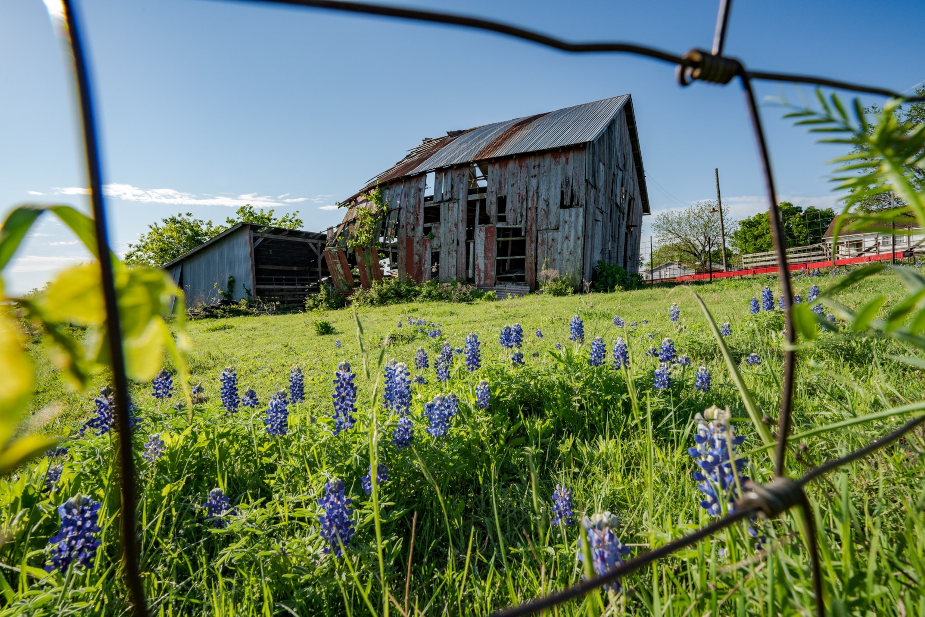 How did the bluebonnet become a symbol of Texas?