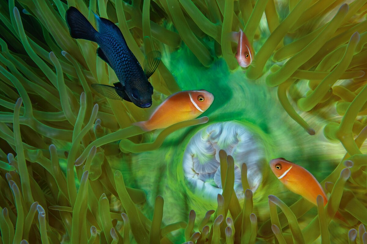Kimbe Bay Coral Reefs