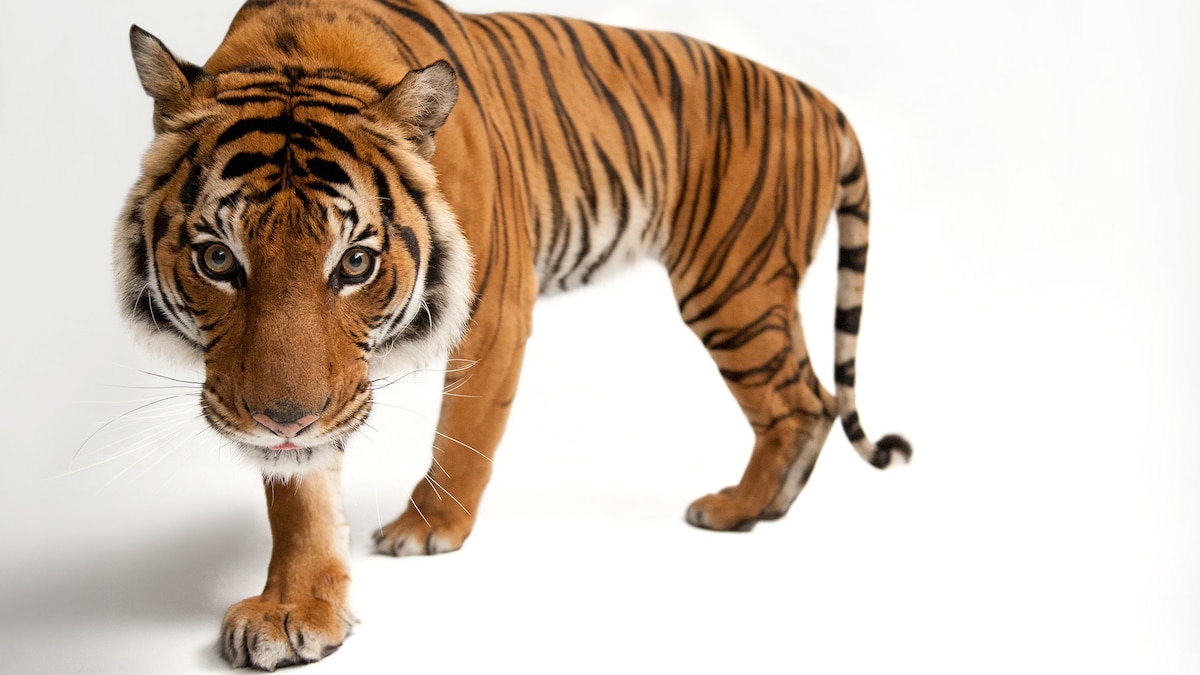 Shakespeare Gone Wild: Meet the Animals in the Bard’s Plays | National ...