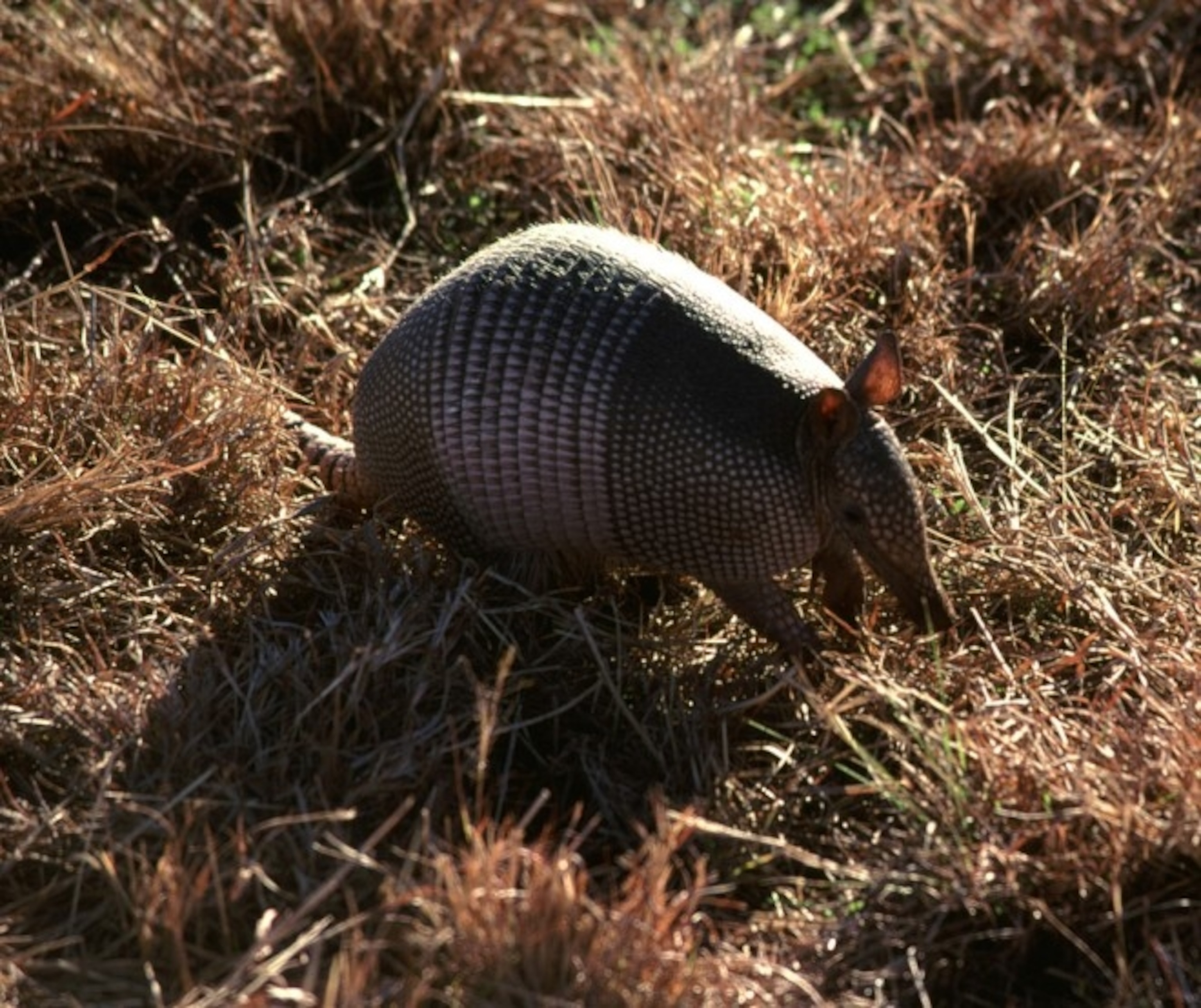 Armadillo Shell