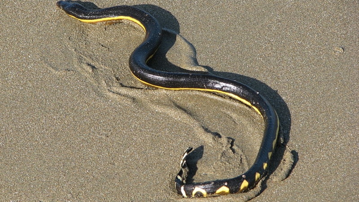The Sad Tale of the Thirsty, Dehydrated Sea Snake | National Geographic