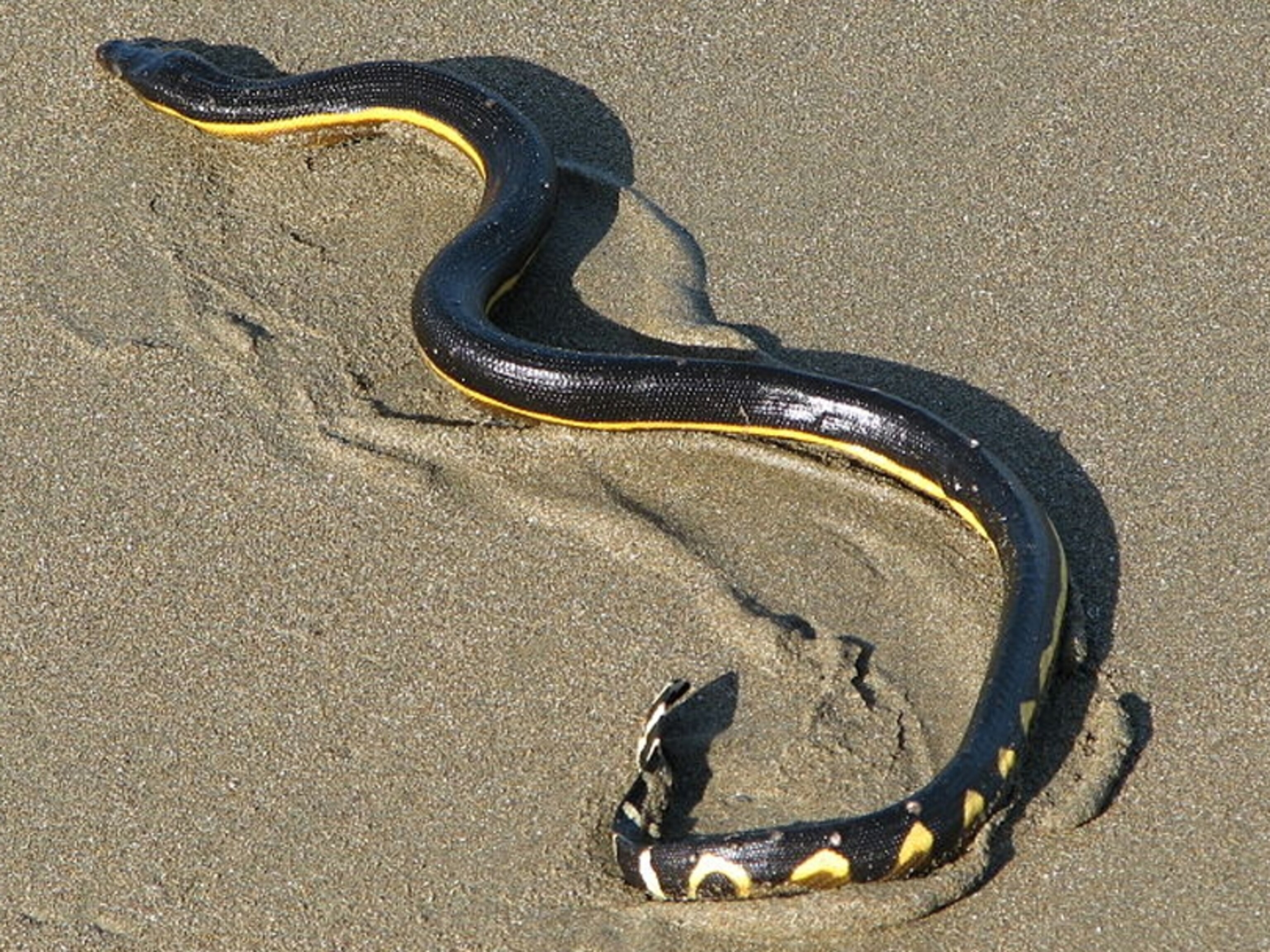 Sea Snakes In Florida