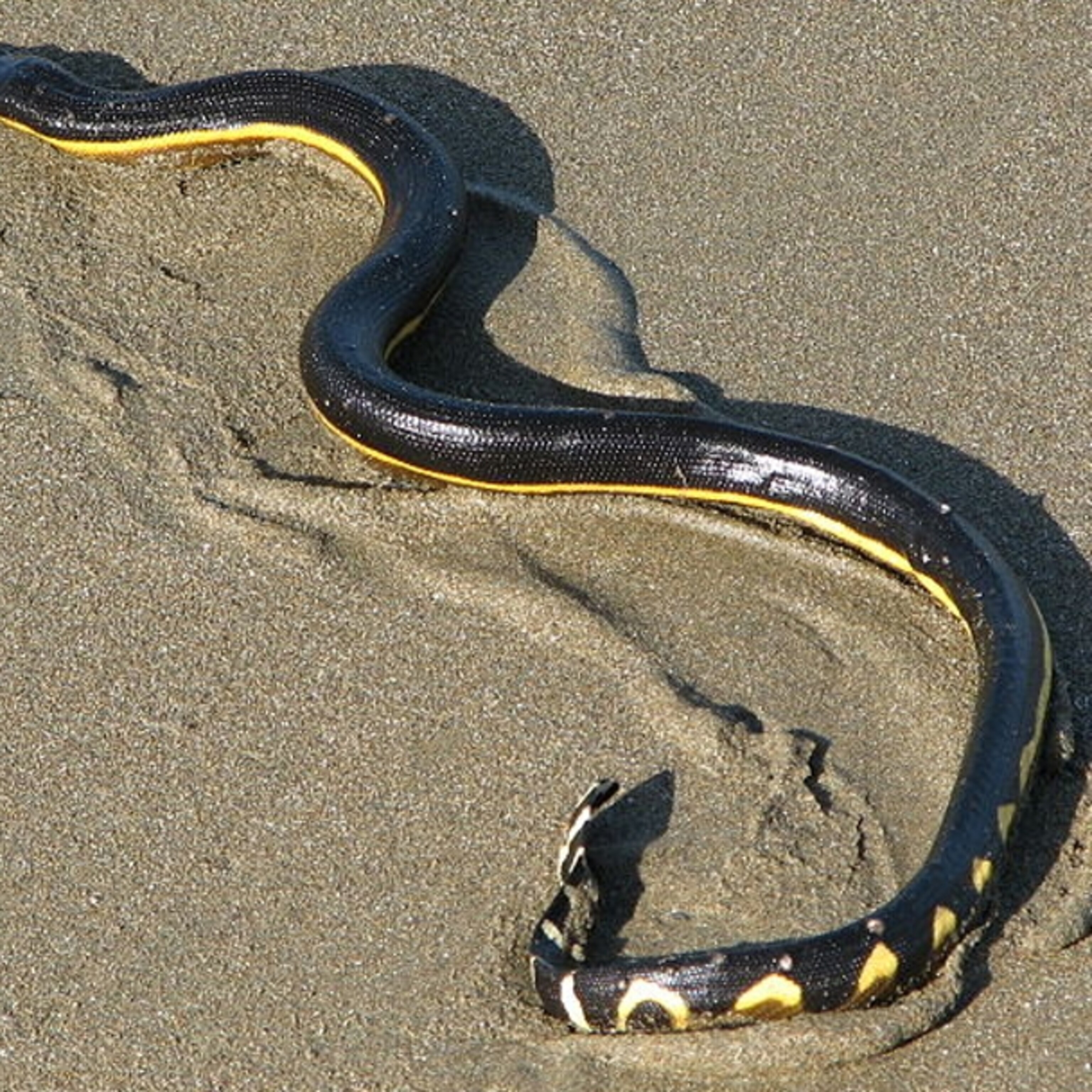 Turtle Headed Sea Snake