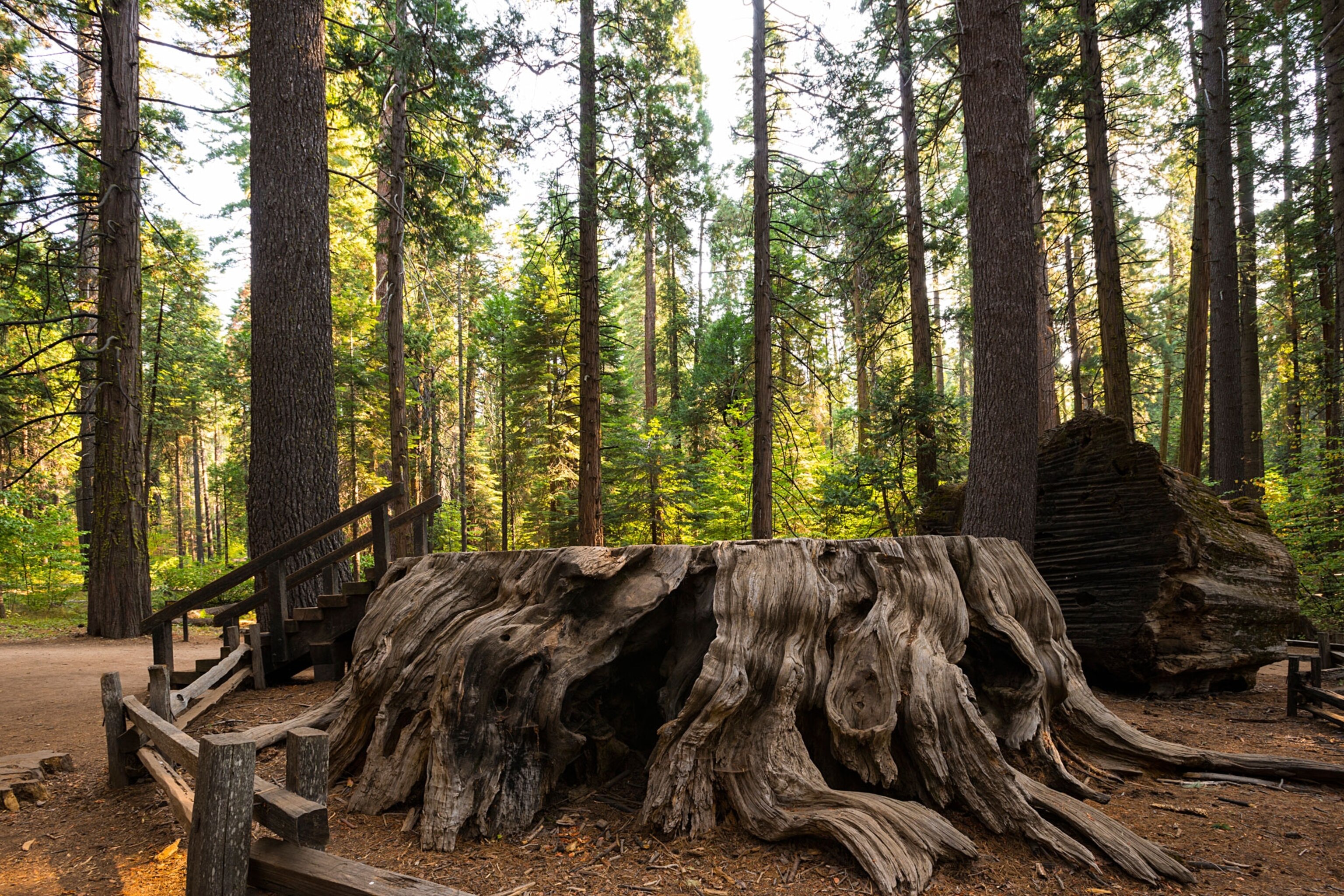 See 10 Remarkable Trees, Each With a Special Story to Tell