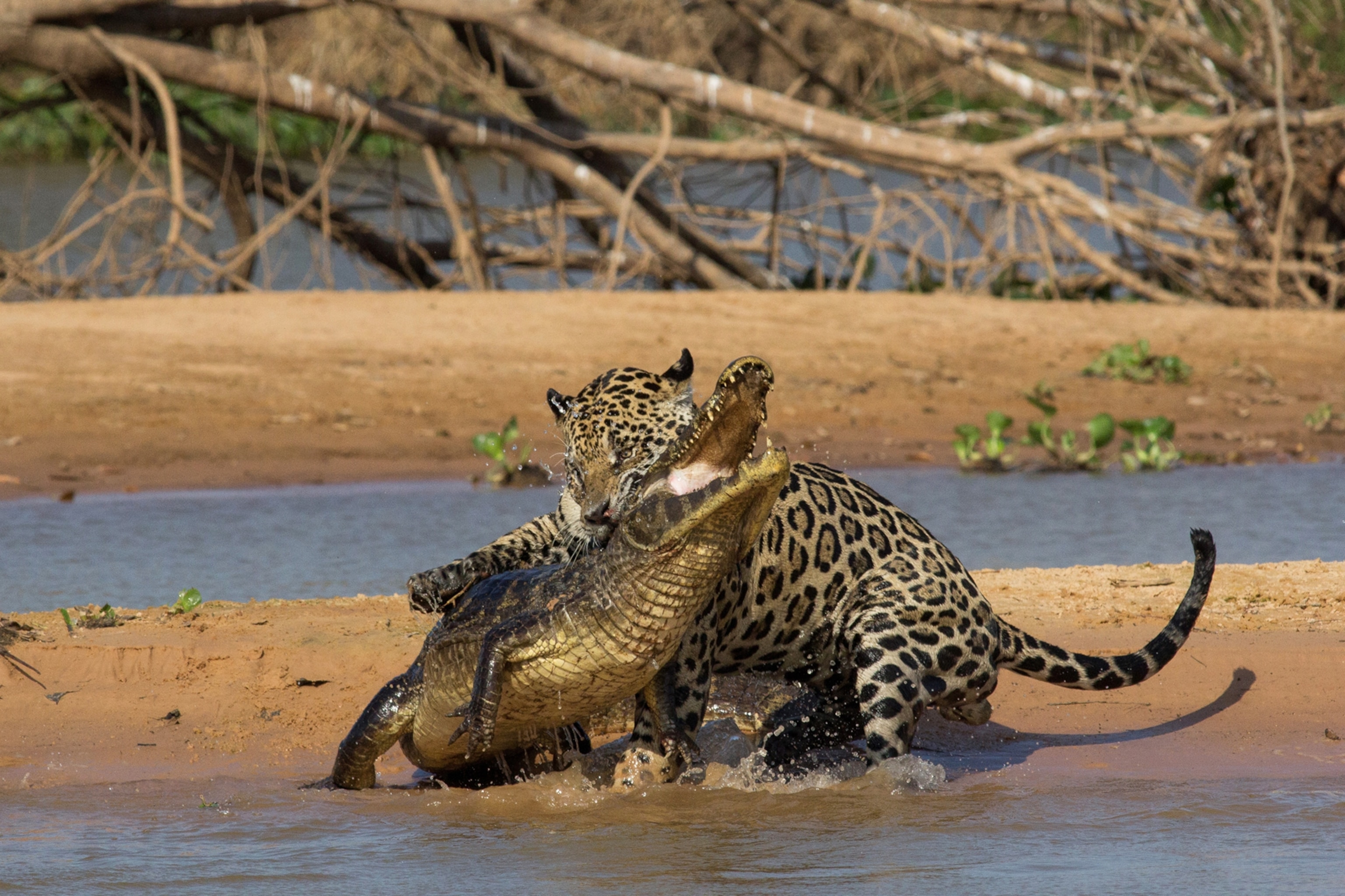 Pictures: Jaguar Kills Caiman in "Spectacular" Attack