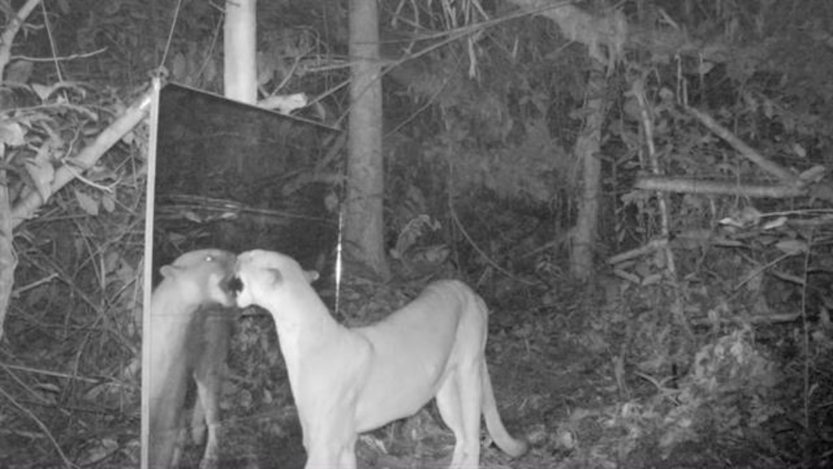 Animals of the Amazon Discover Their Reflections in a Mirror | National ...