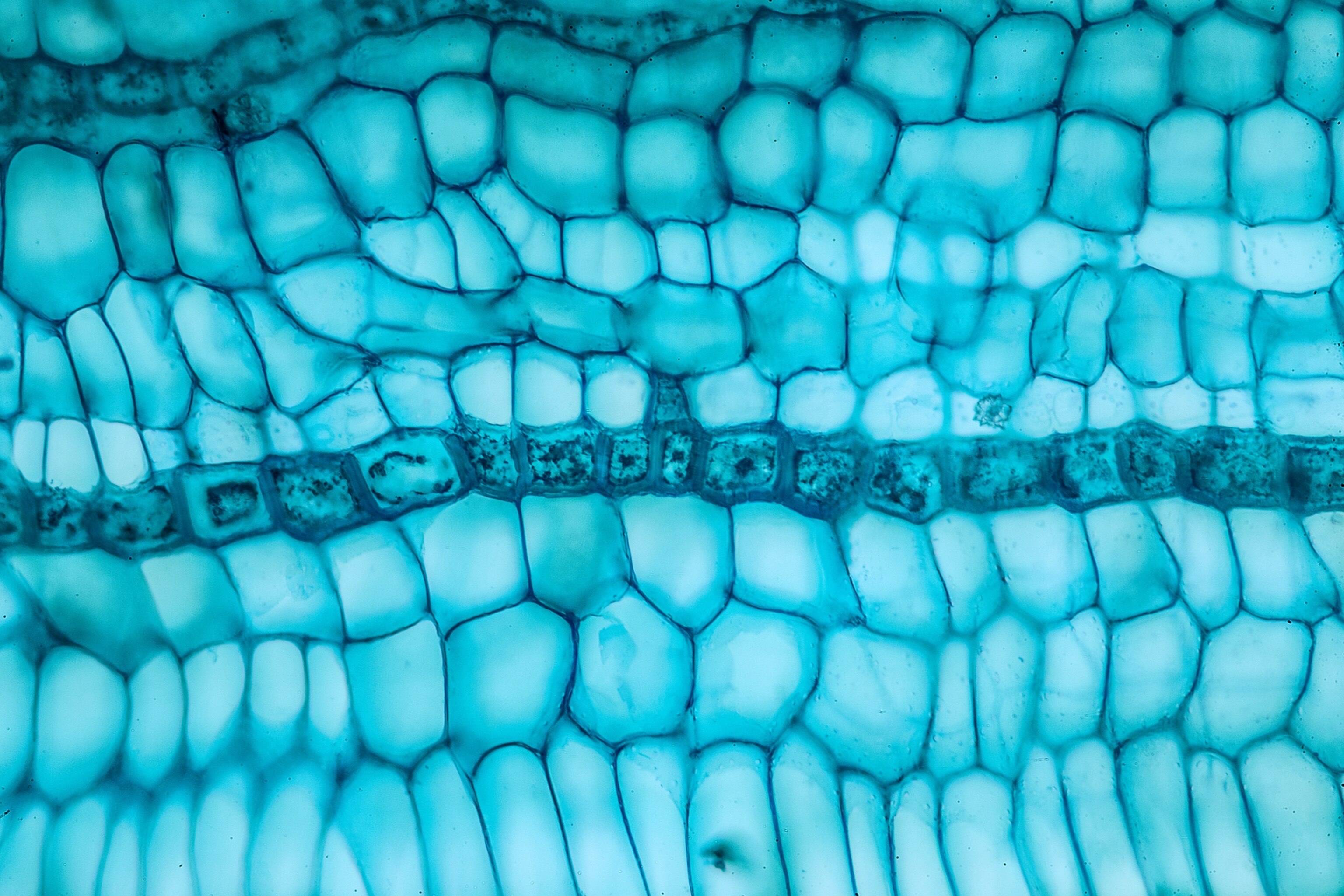 This is what plants look like—from the inside out