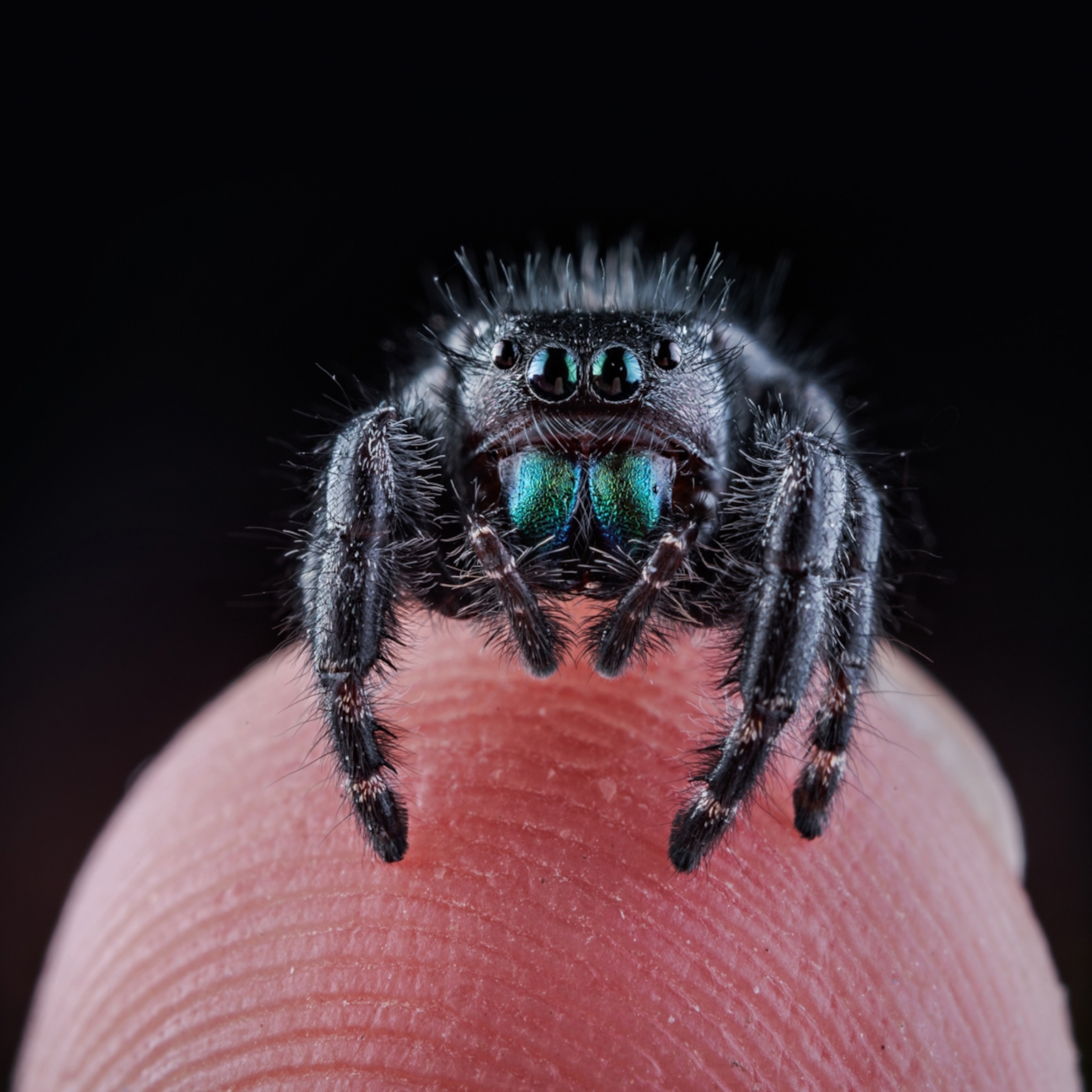 A mesmerizing look at nature's eight-legged wonders