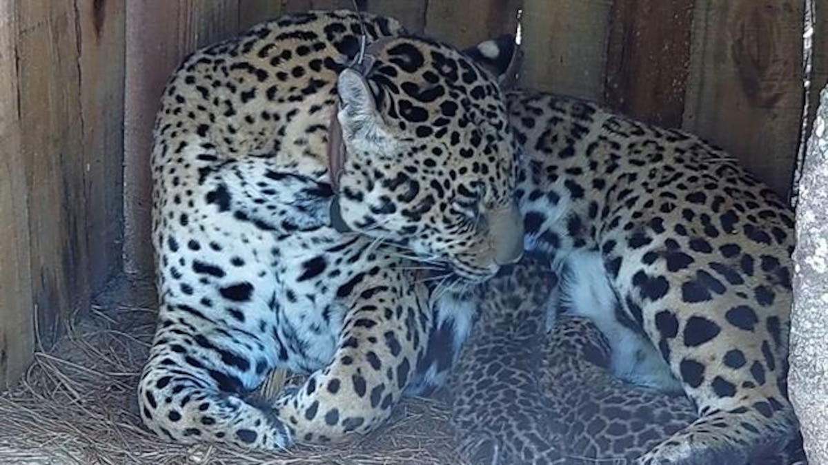 Jaguar Cubs Born in Argentina National Park | National Geographic